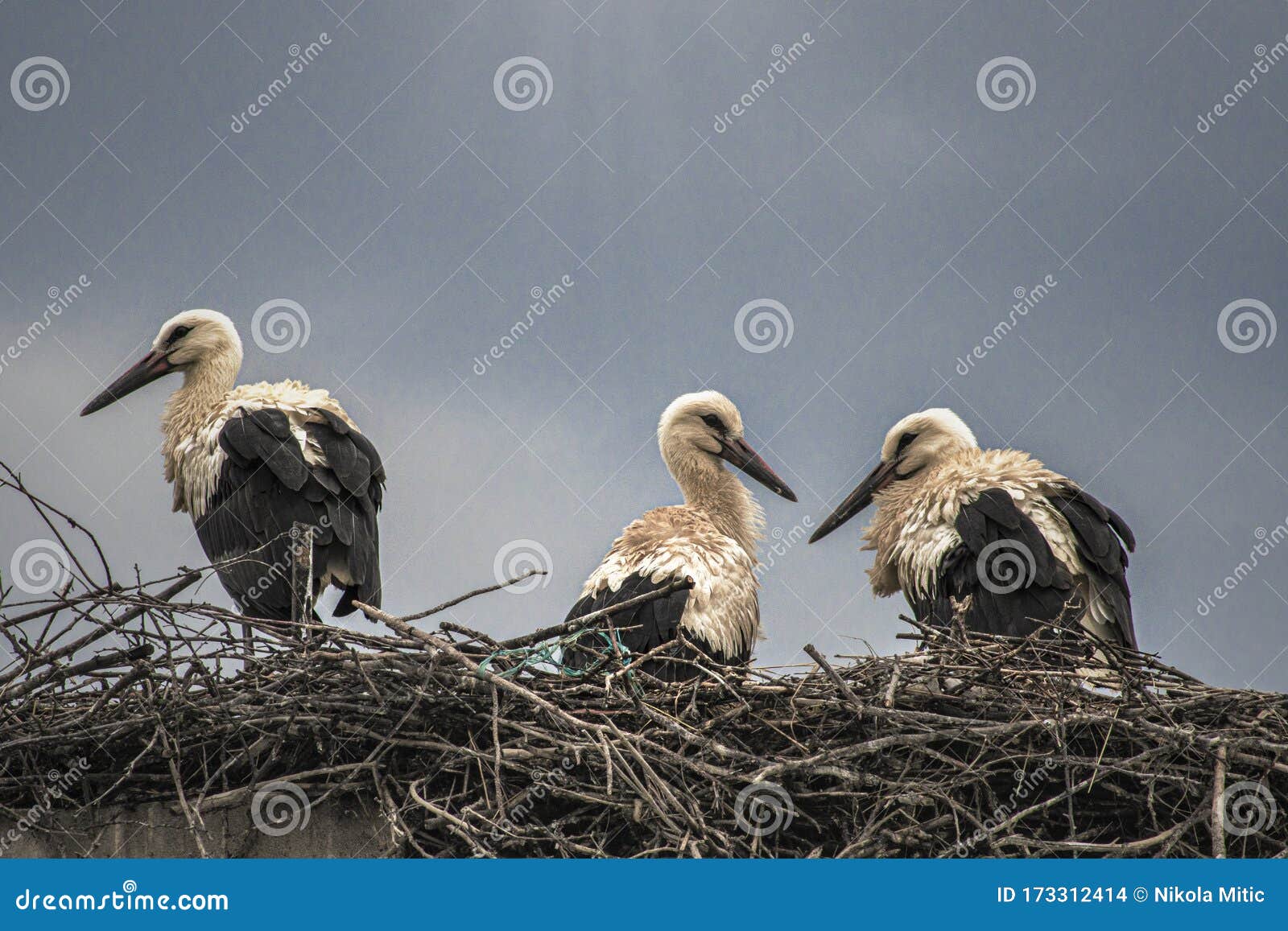 Three Storks on the Nest in the Rain - 4 Stock Photo - Image of storks ...