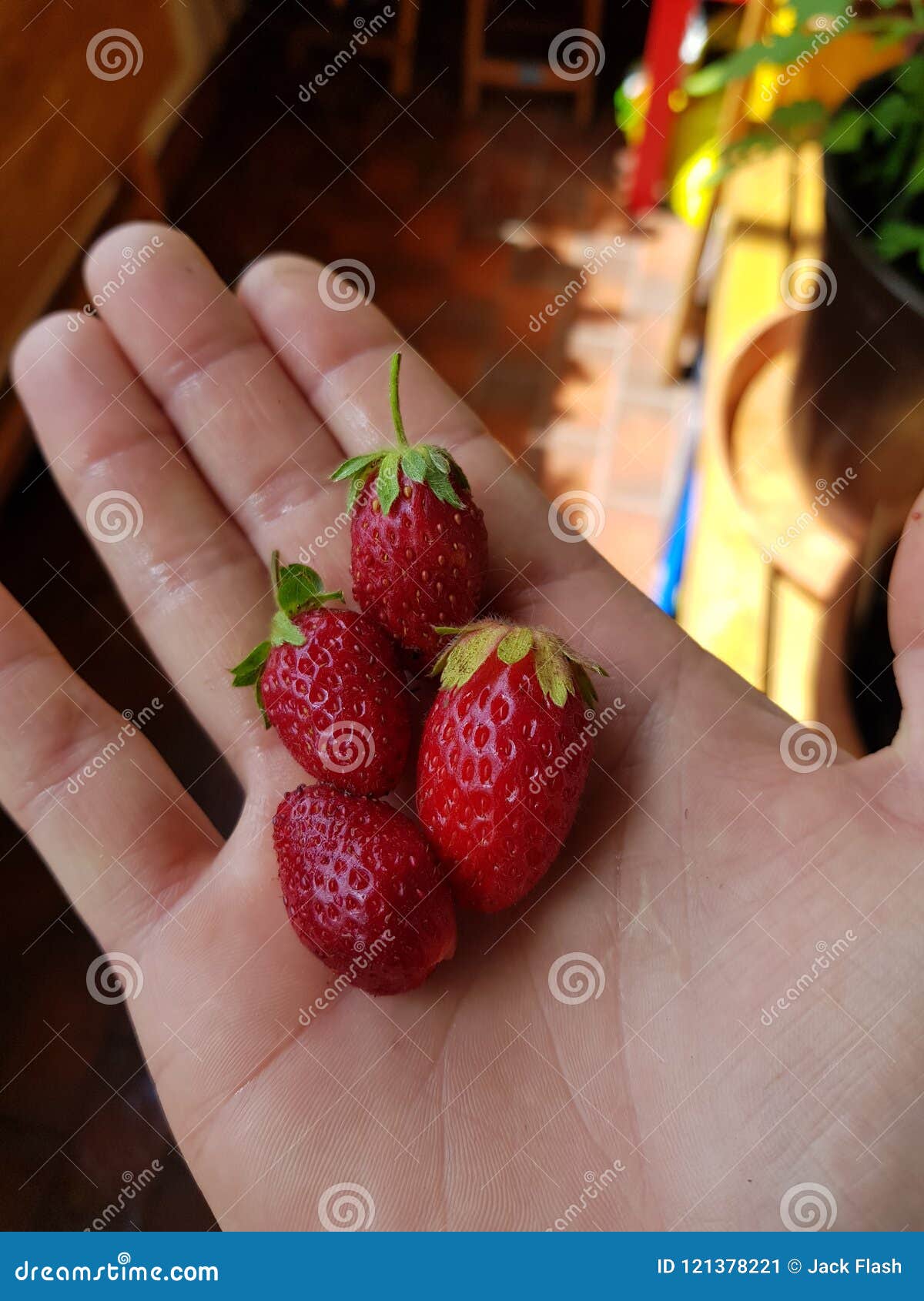 Four strawberries stock image. Image of self, planted - 121378221