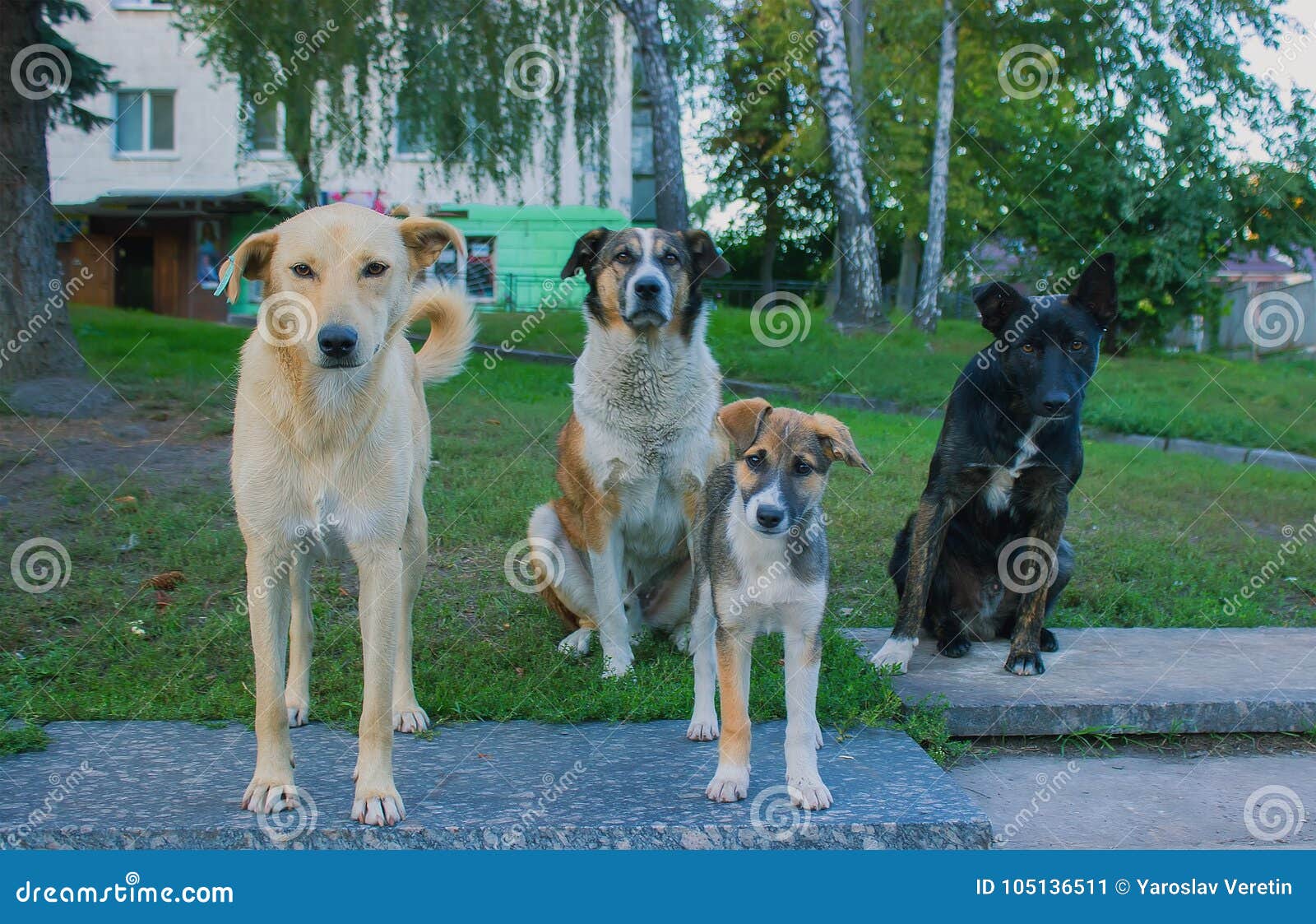 Four Stray Dogs Looking at Camera in the Spring Grass Stock Image ...