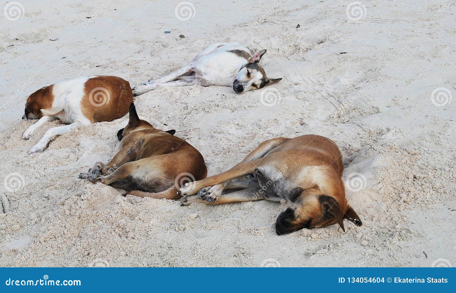 Four Stray Dogs Sleeping on the Beach Stock Photo - Image of ...