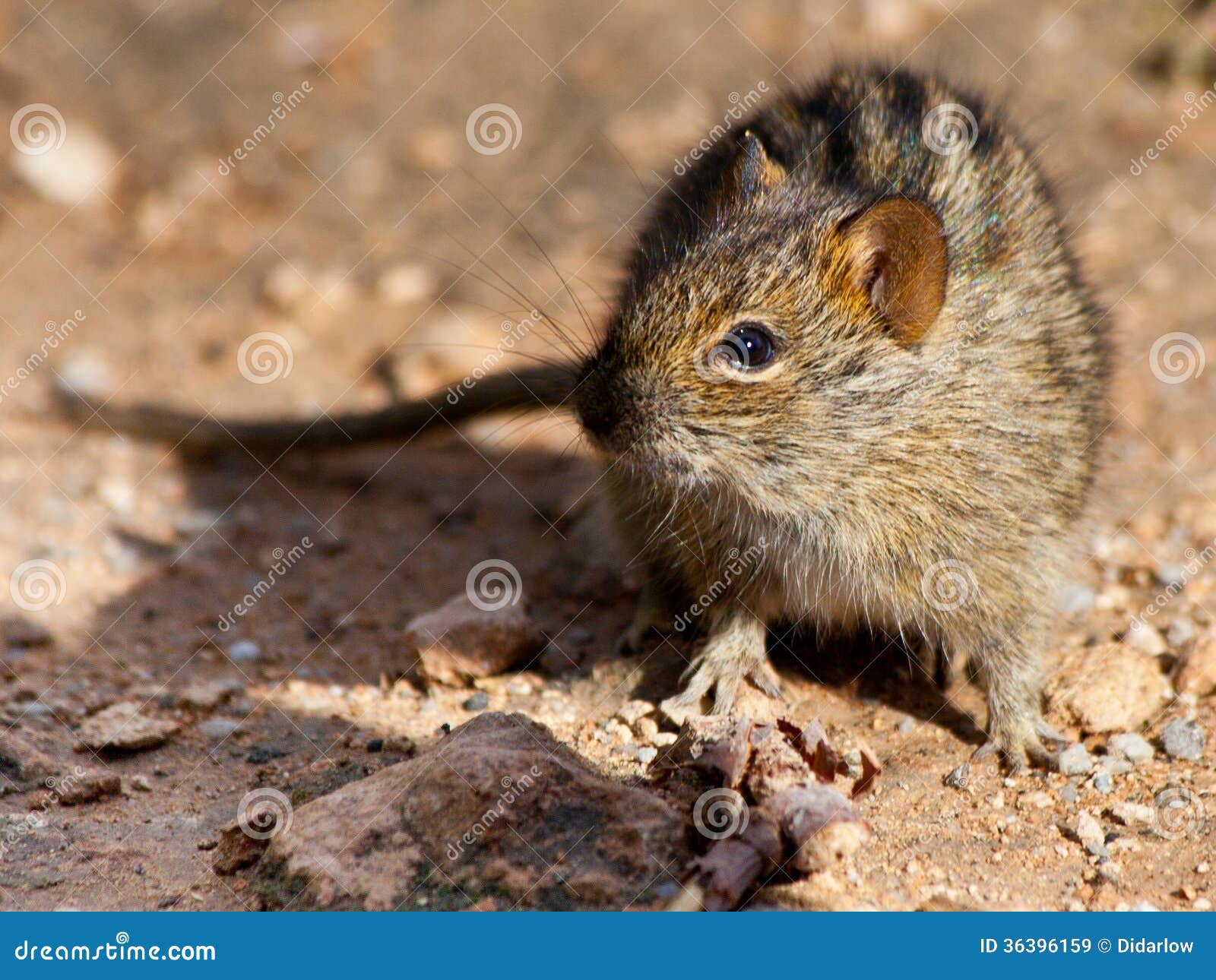 Four Striped Field Mouse in Sandy Area. Stock Image - Image of nature ...