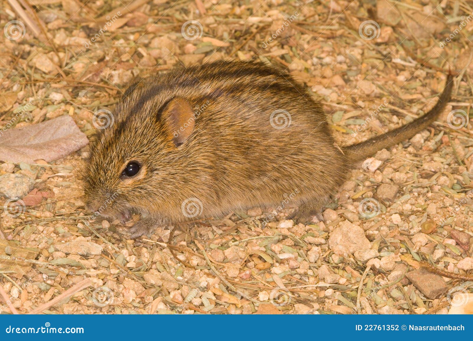 Four striped grass mouse stock photo. Image of mouse - 22761352