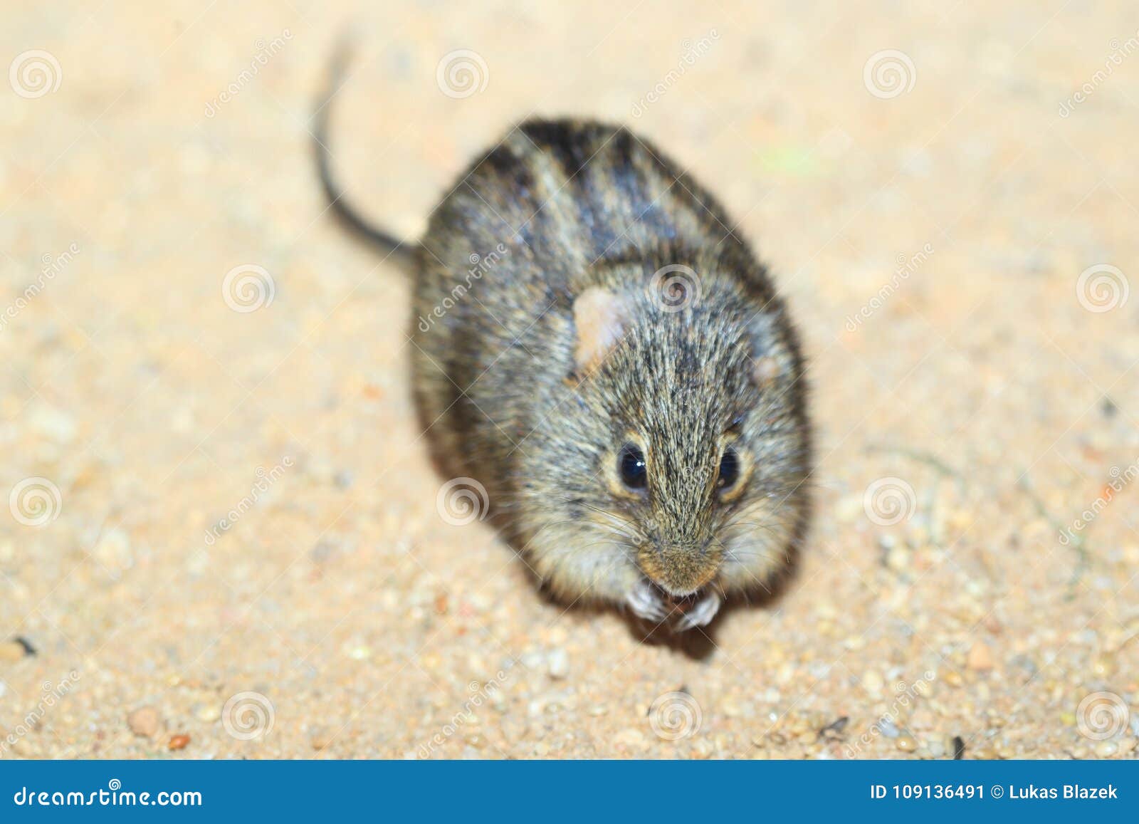 Four-striped grass mouse stock image. Image of pumilio - 109136491