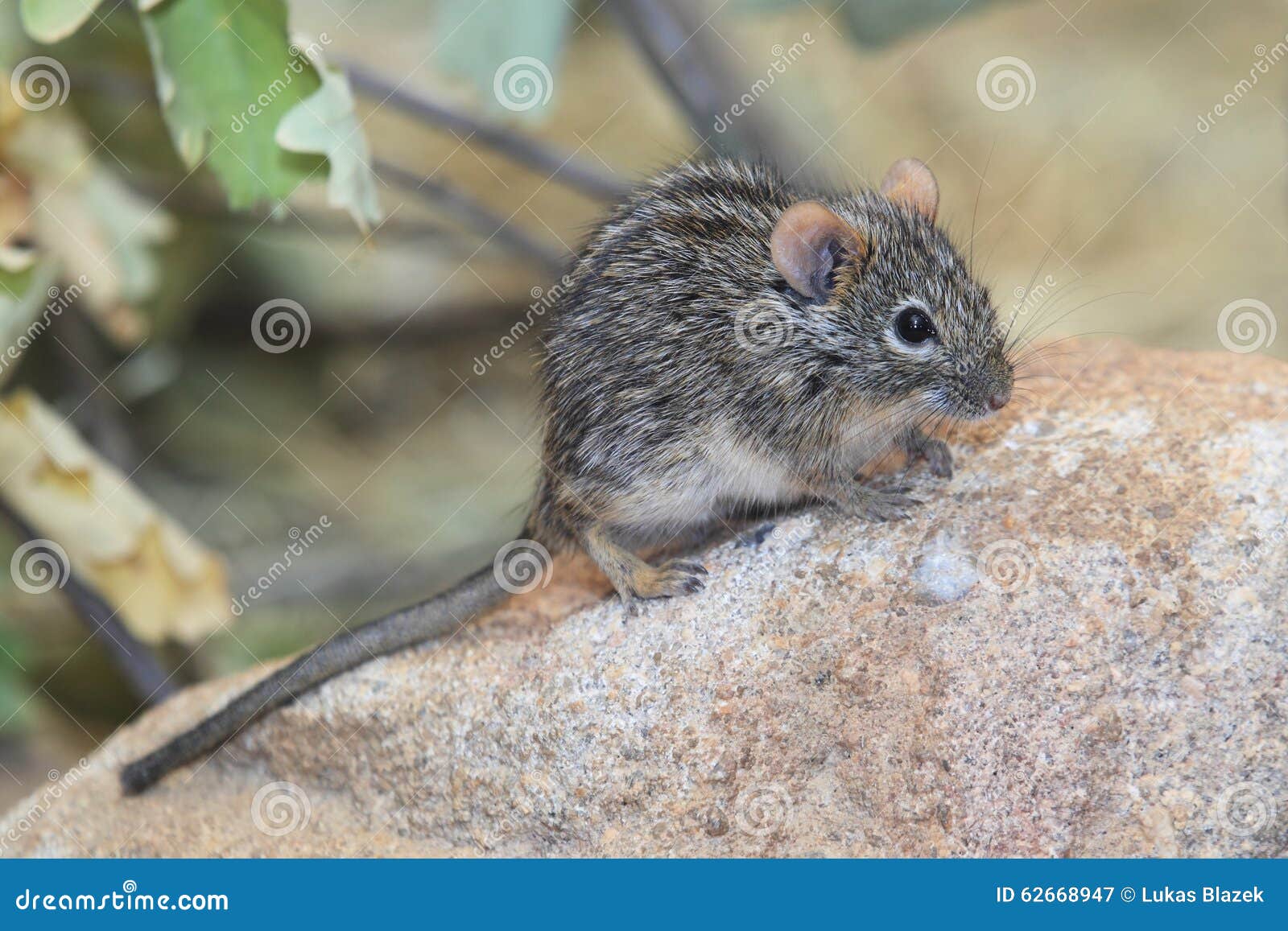 Four-striped grass mouse stock image. Image of rodent - 62668947