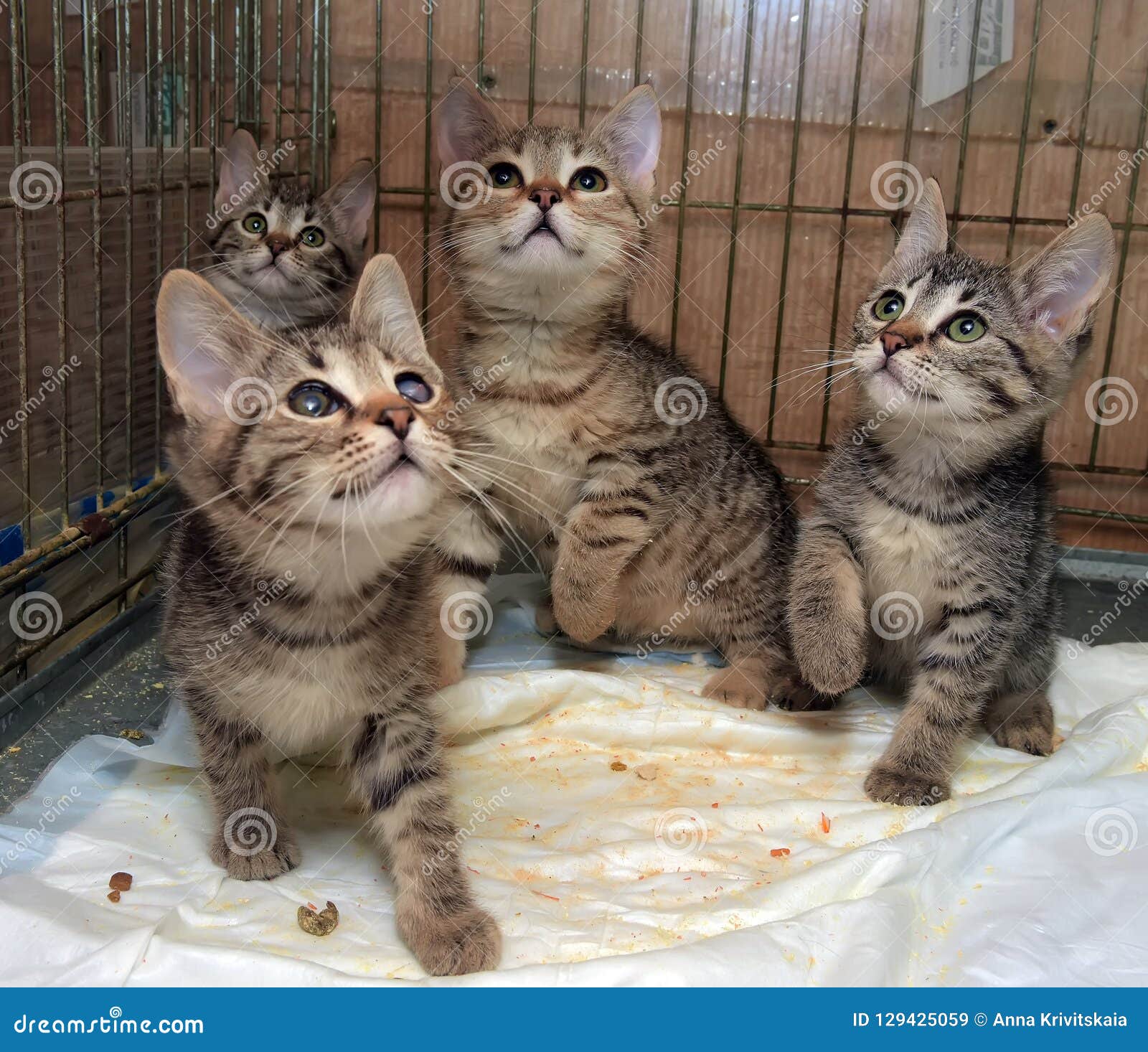 Four Striped Kittens in a Cage Stock Image - Image of feline, kitten ...