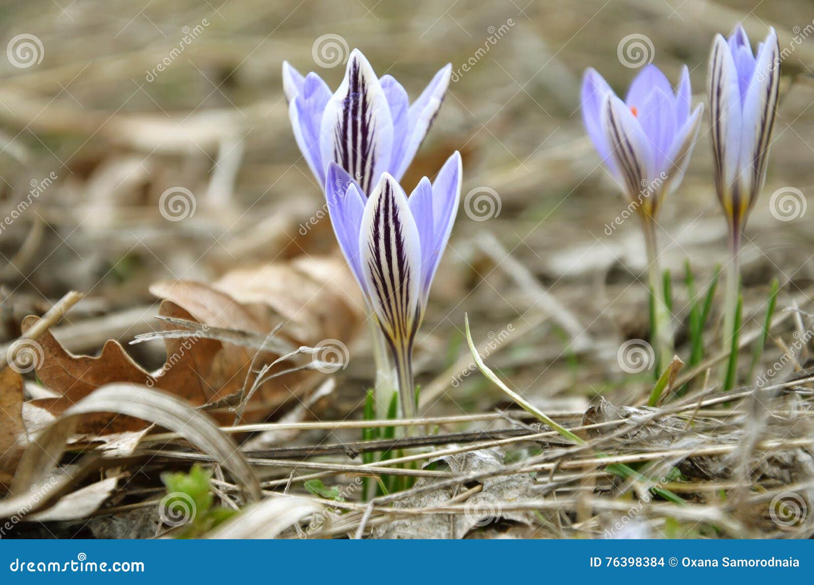 Four Striped Purple Crocus Growing Stock Photo - Image of macro, color ...