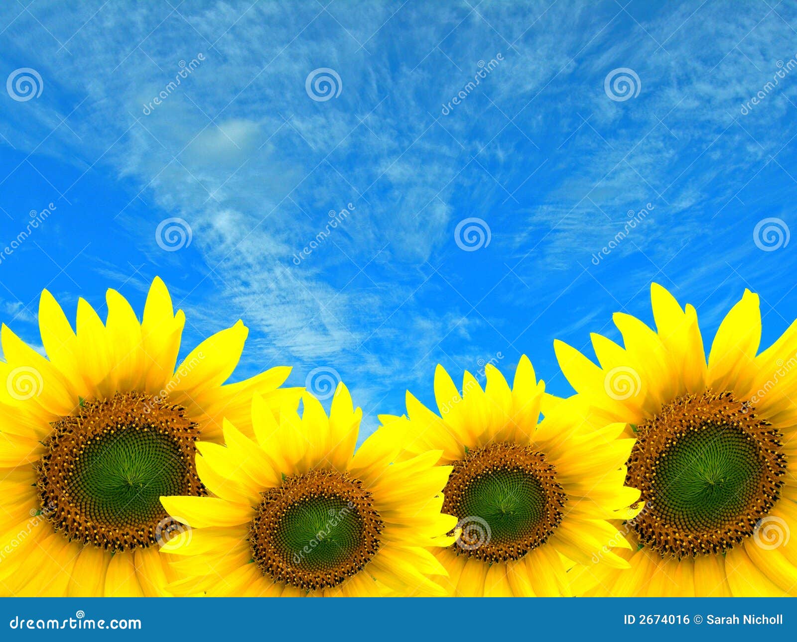 Four Sunflowers stock photo. Image of gold, fantasy, blossom - 2674016