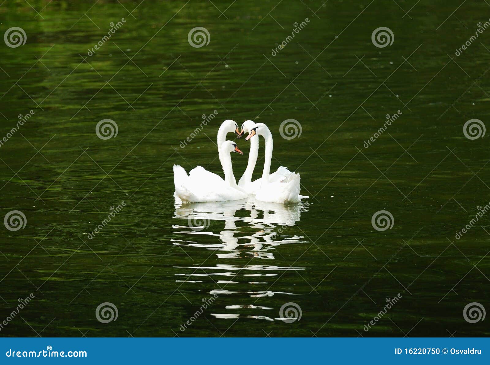 Four swans swimming stock photo. Image of birds, wildlife - 16220750