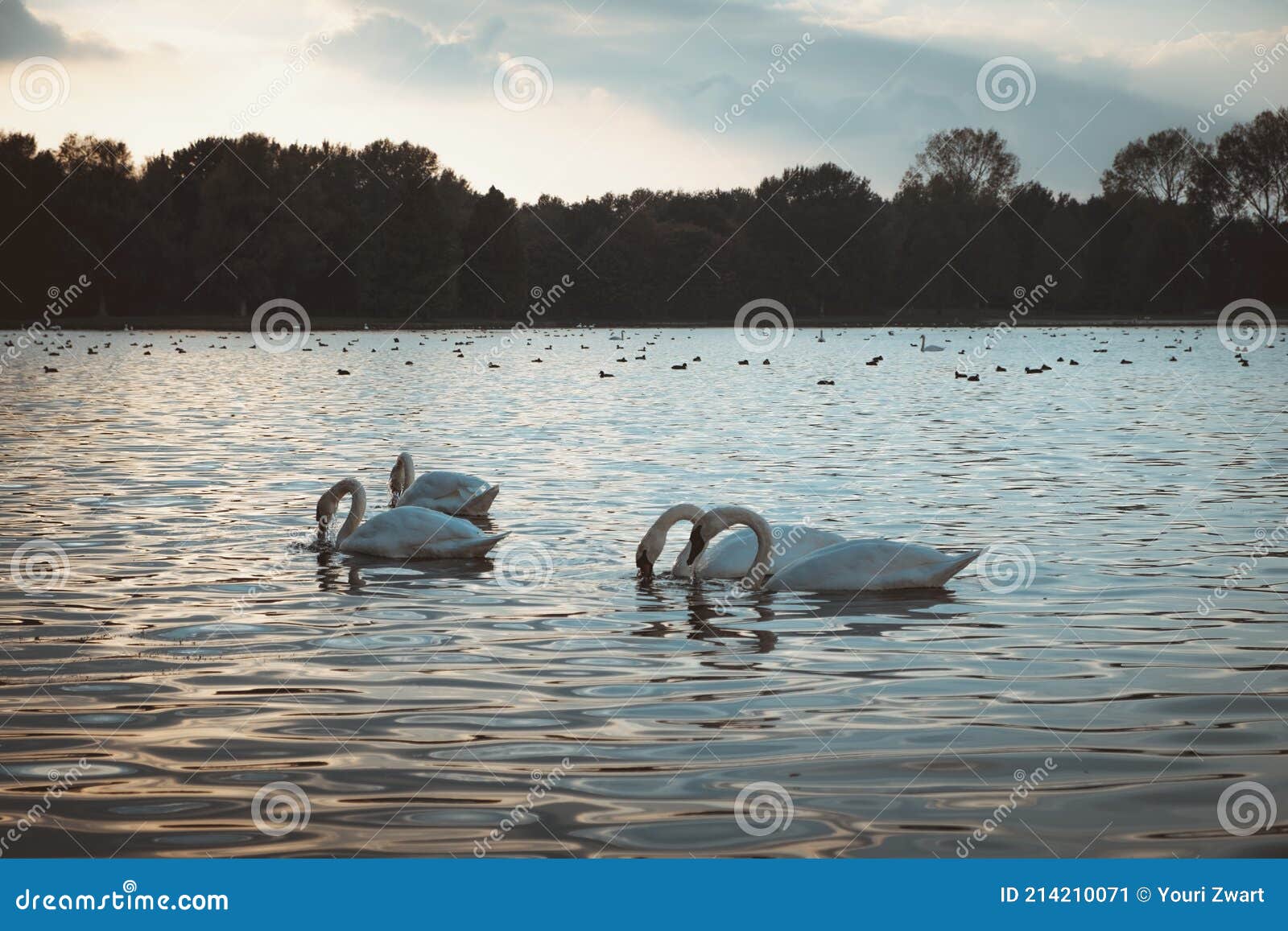 Four Swans in the Water during Low Sun Drinking or Eating Stock Image ...