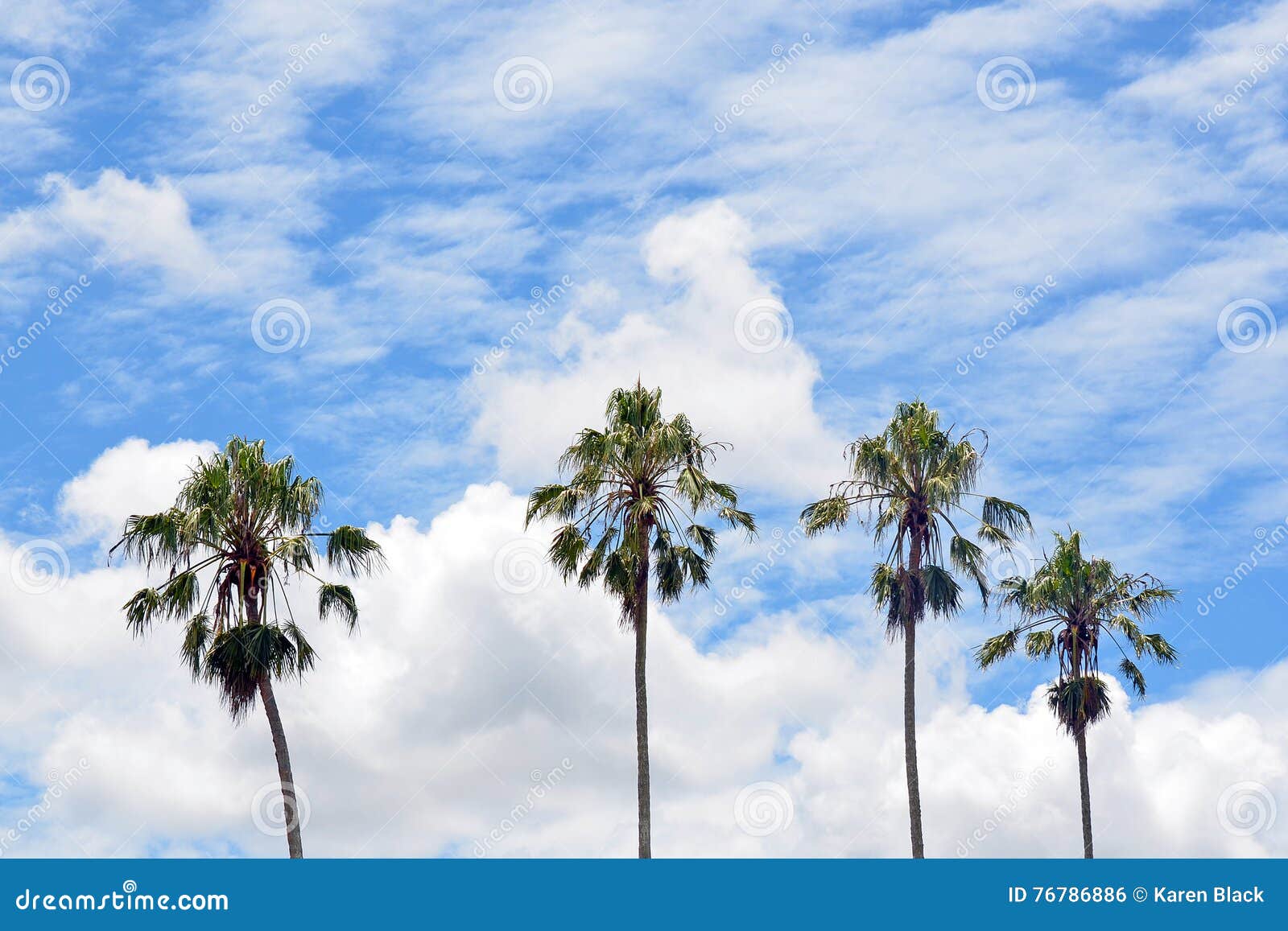 Four tall Palm trees stock photo. Image of summer, blue - 76786886