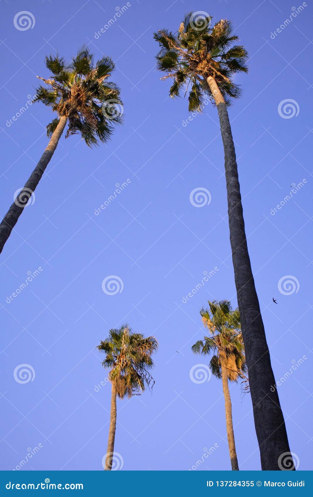 Four tall palms stock image. Image of travel, nature - 137284355