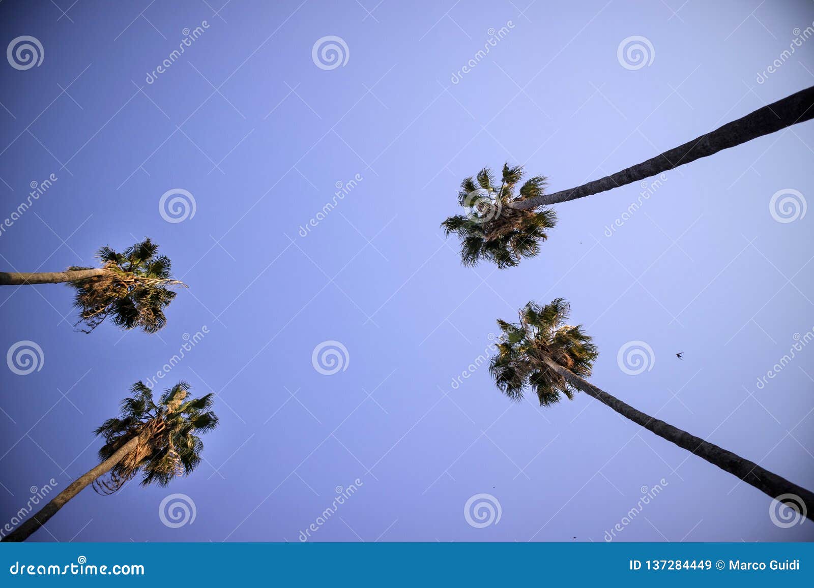 Four tall palms stock image. Image of blue, palm, landscape - 137284449