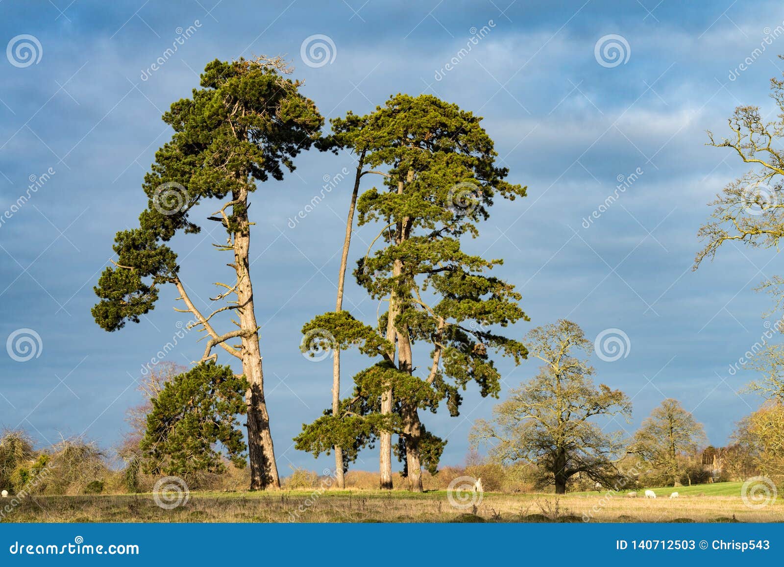 Four Tall Pine Trees in a Cotswold Landscape Stock Image - Image of ...