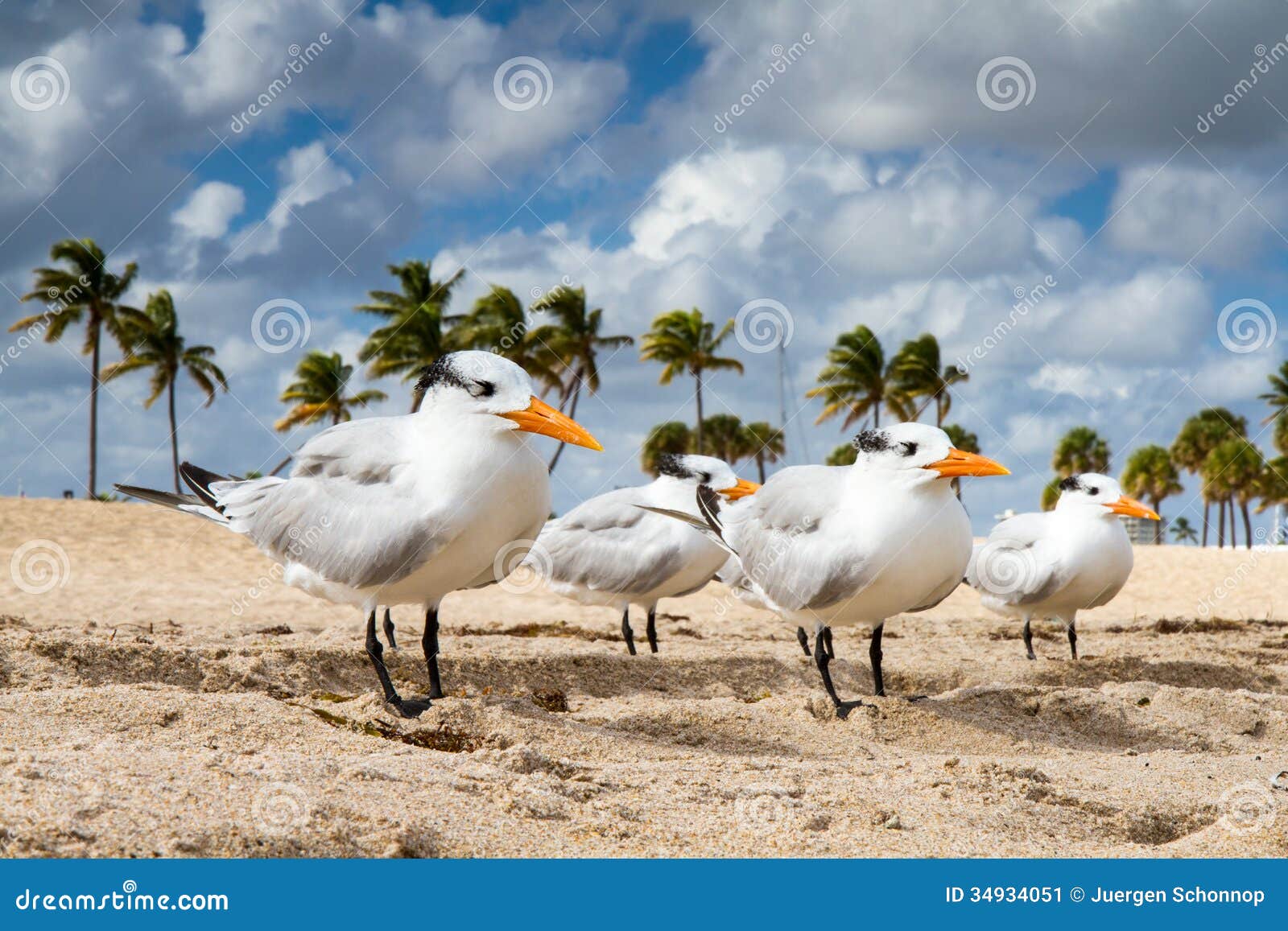 Four Terns Lined Up on the Beach Stock Image - Image of nature, tern ...