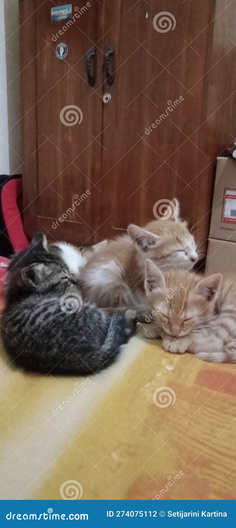 Four Tiny Sleeping cats stock photo. Image of four, sleeping - 274075112