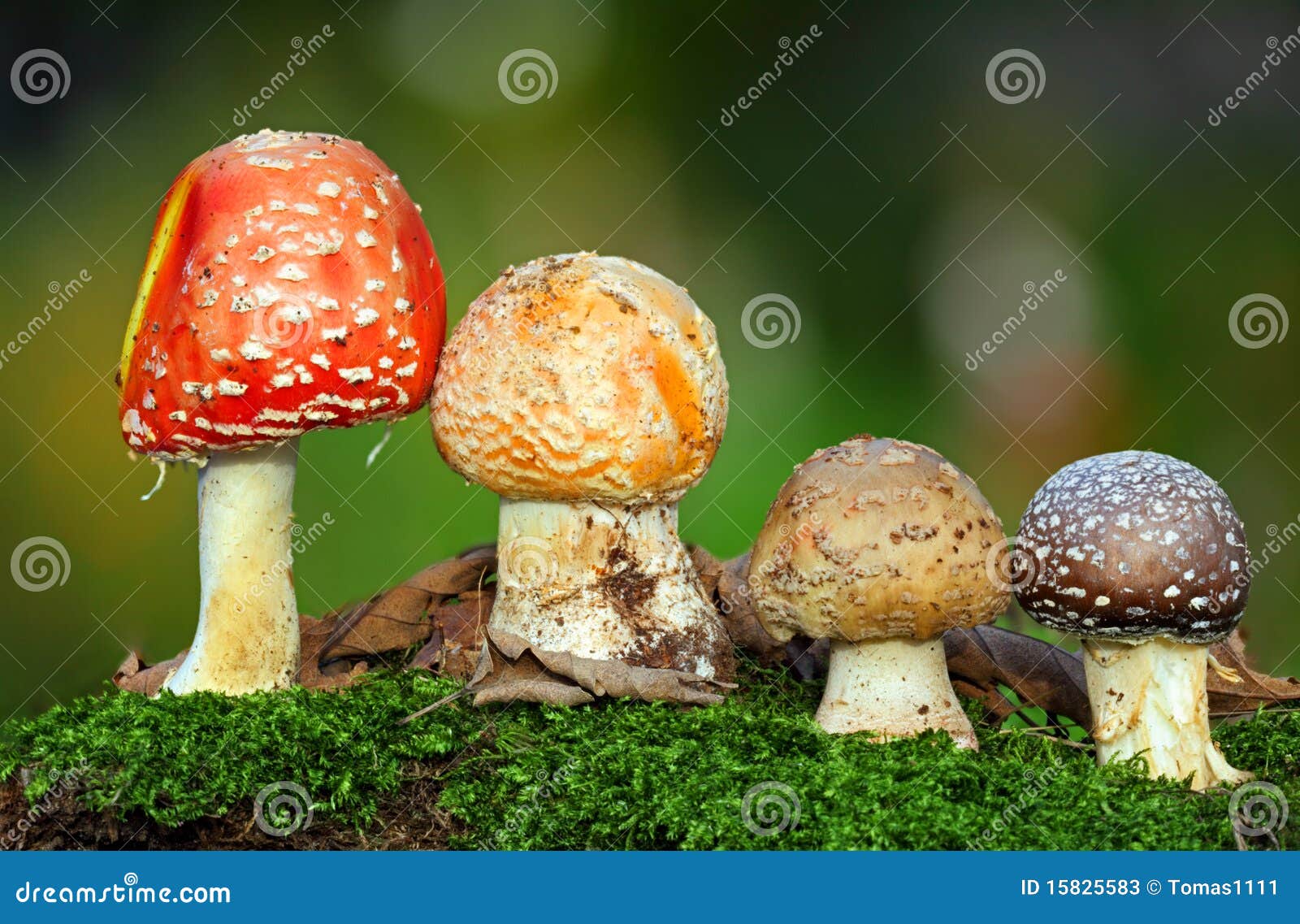 Four toadstools stock image. Image of acid, amanita, delirium - 15825583