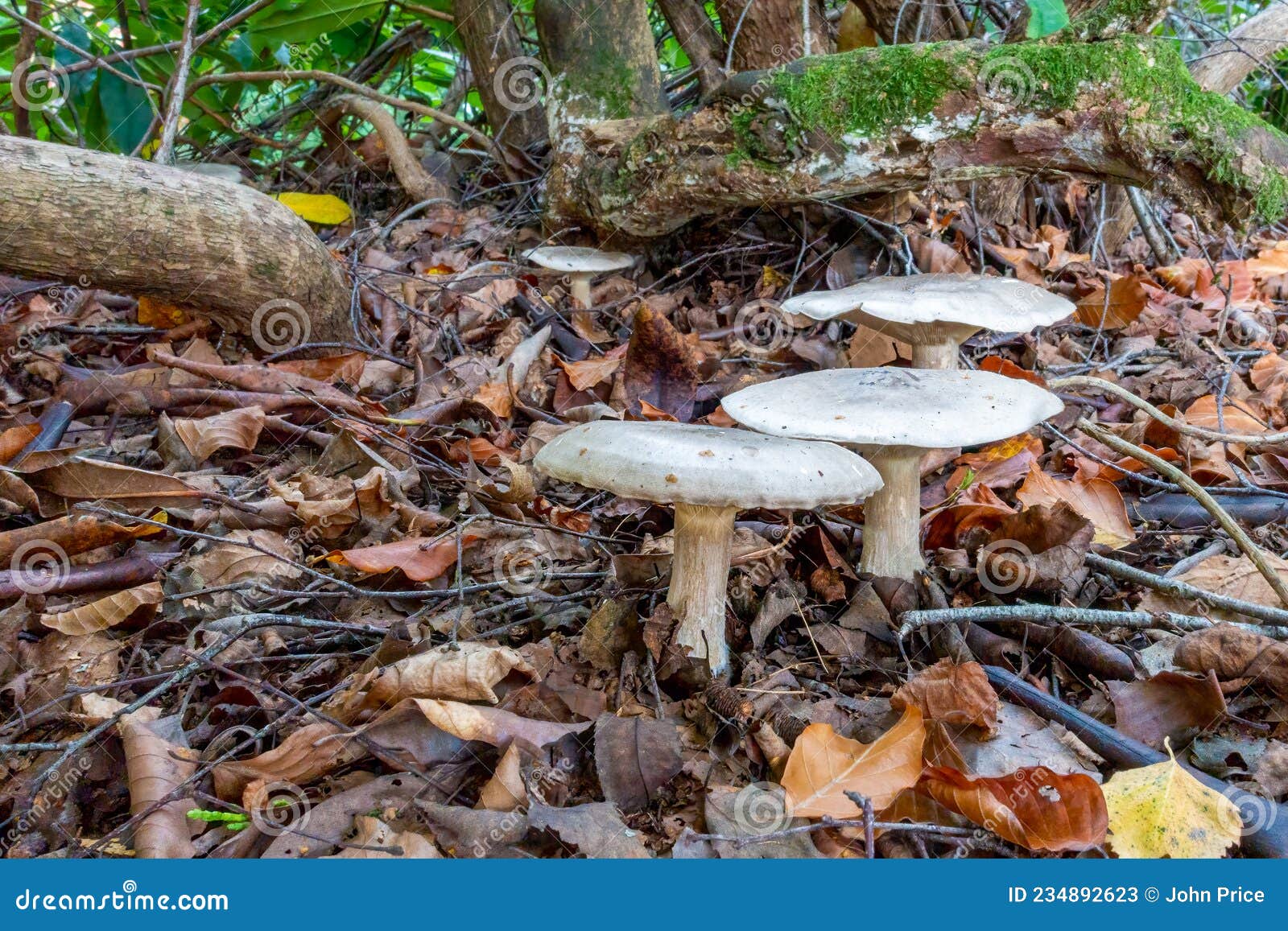 Four Toadstools an a Leafy Woodland Floor Stock Image - Image of autumn ...