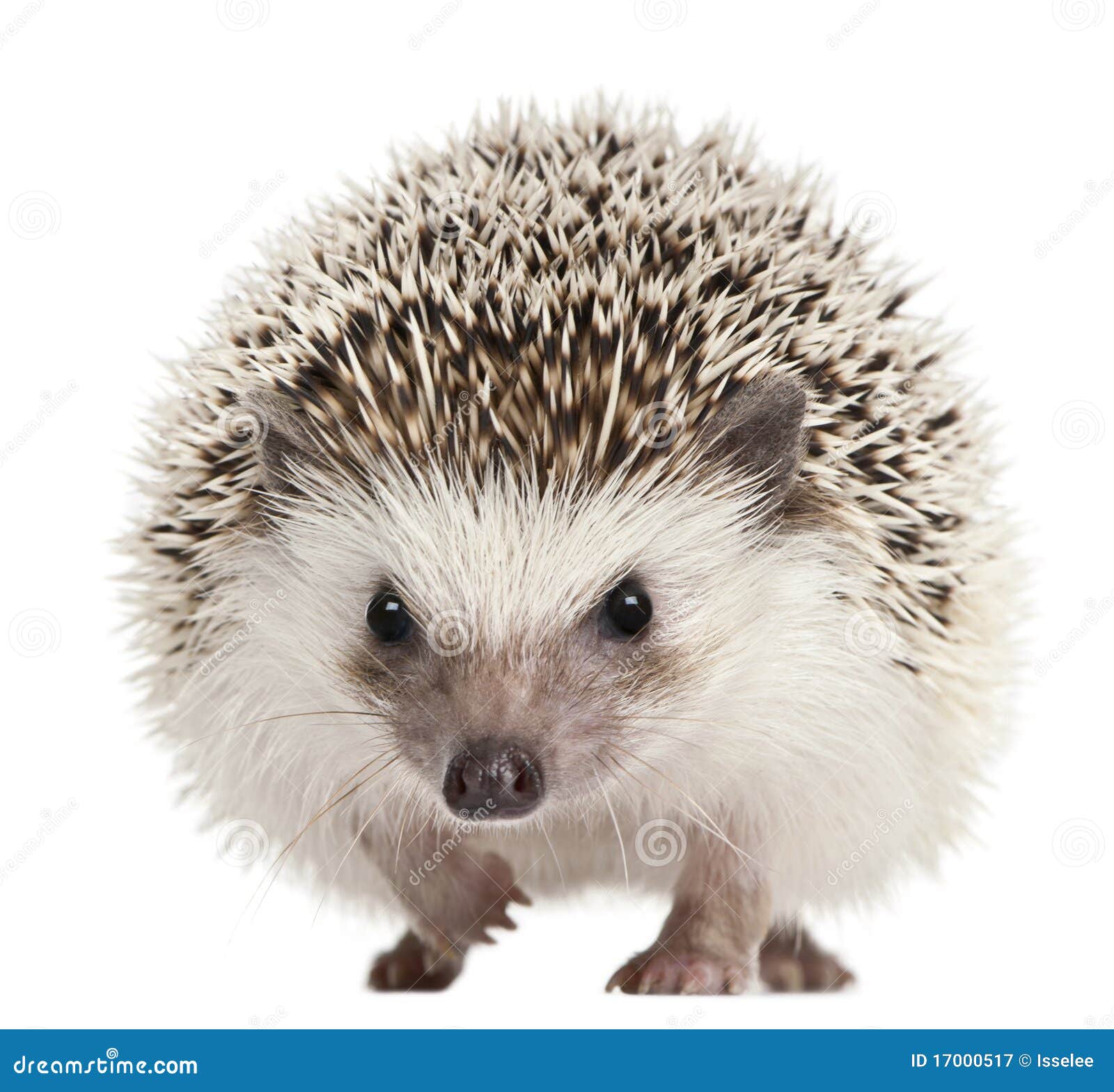 Four-toed Hedgehog, Atelerix Albiventris, Balled Up In Front Of White ...