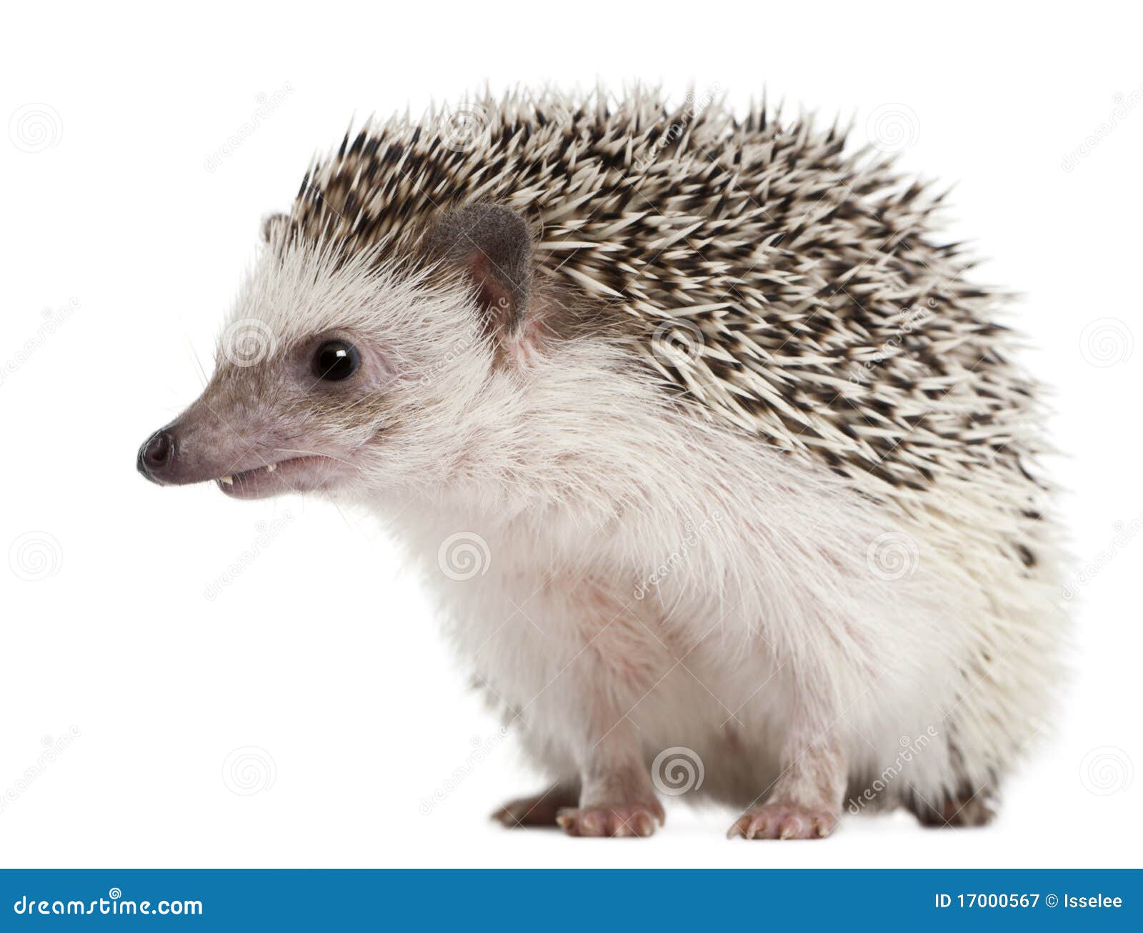Four-toed Young Hedgehog, Atelerix Albiventris Stock Image ...
