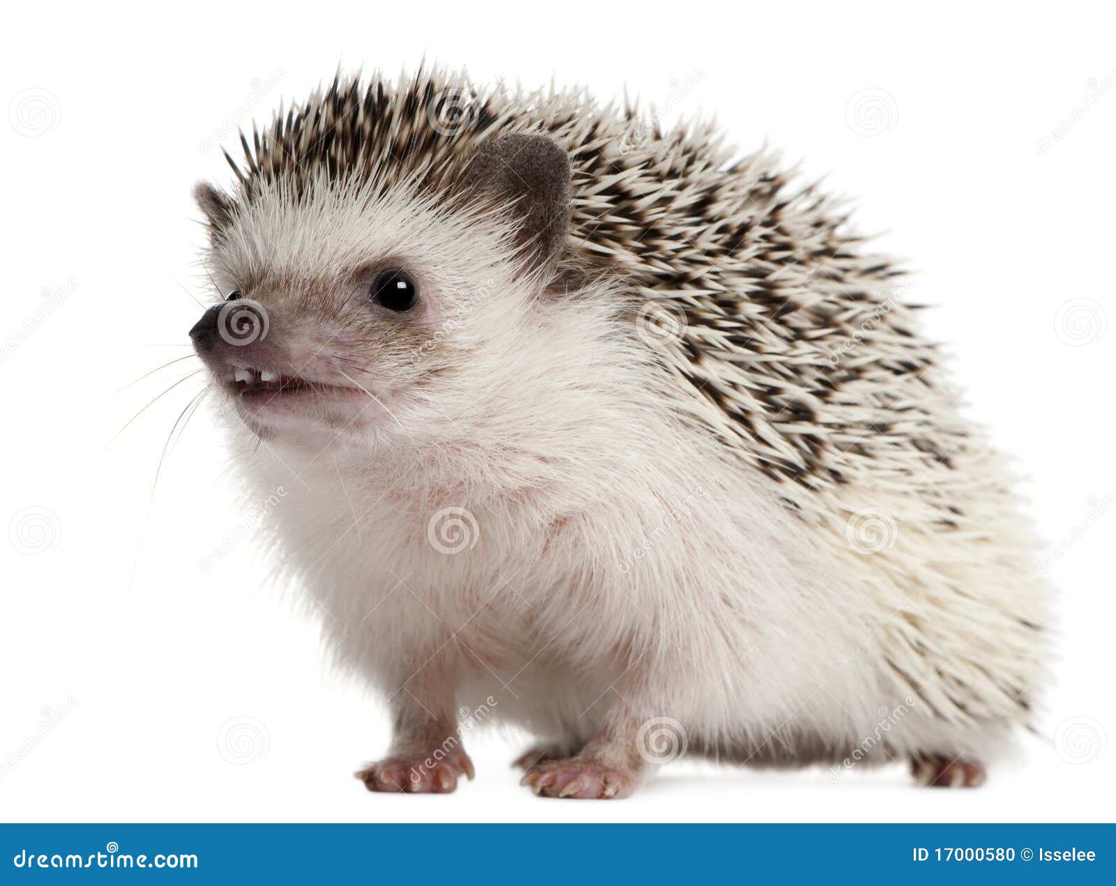 Four-toed Hedgehog, Atelerix Albiventris, Balled Up In Front Of White ...