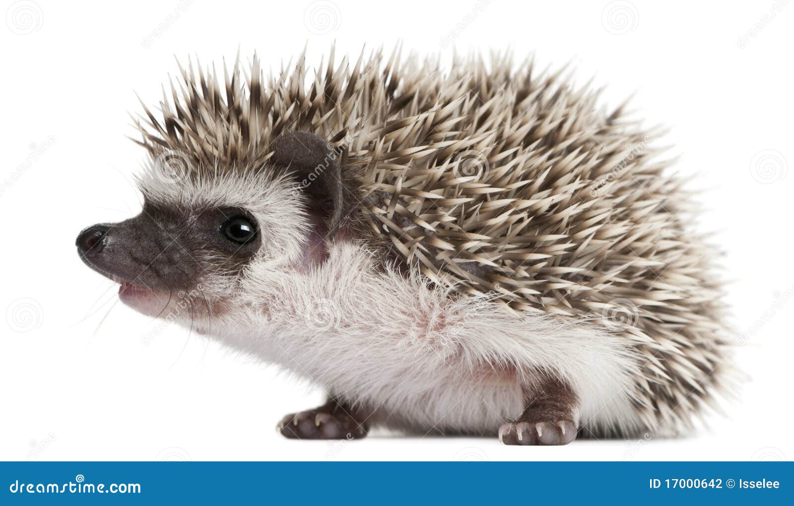 Four-toed Young Hedgehog, Atelerix Albiventris Stock Image ...