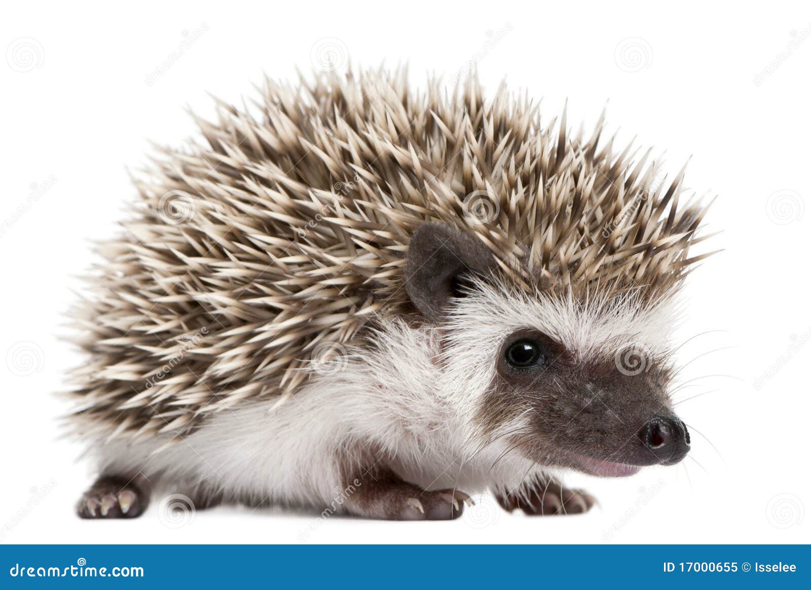 Four-toed Hedgehog, Atelerix Albiventris, Balled Up In Front Of White ...