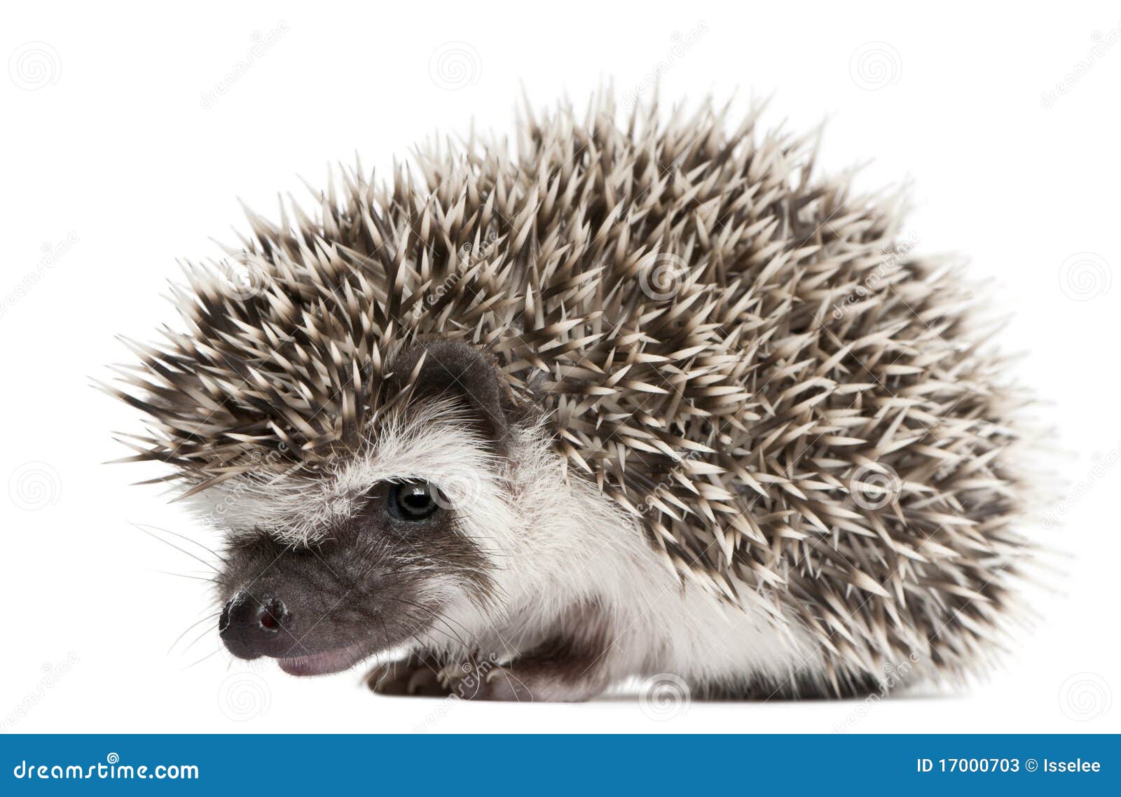 Four-toed Hedgehog, Atelerix Albiventris Stock Image - Image of cute ...
