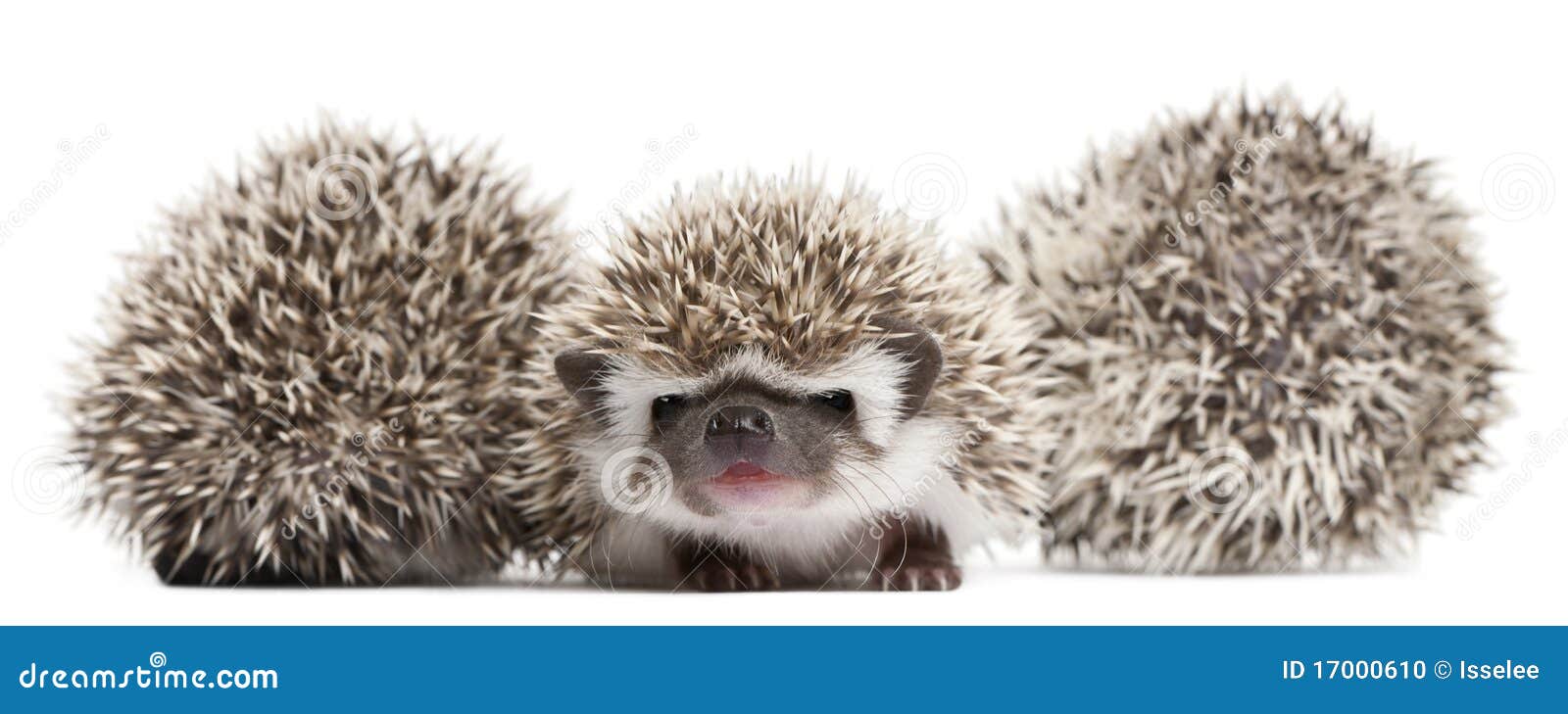 Four-toed Hedgehogs, Atelerix Albiventris Stock Photo - Image of ...