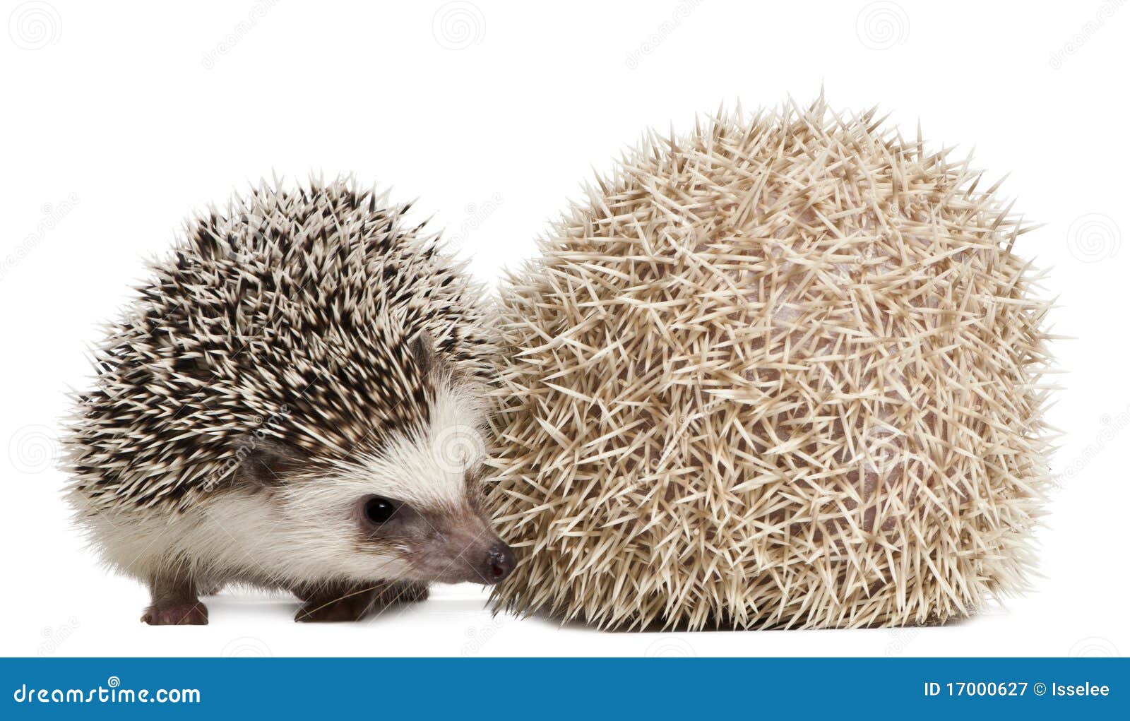 Four-toed Hedgehogs, Atelerix Albiventris Stock Image - Image of ...