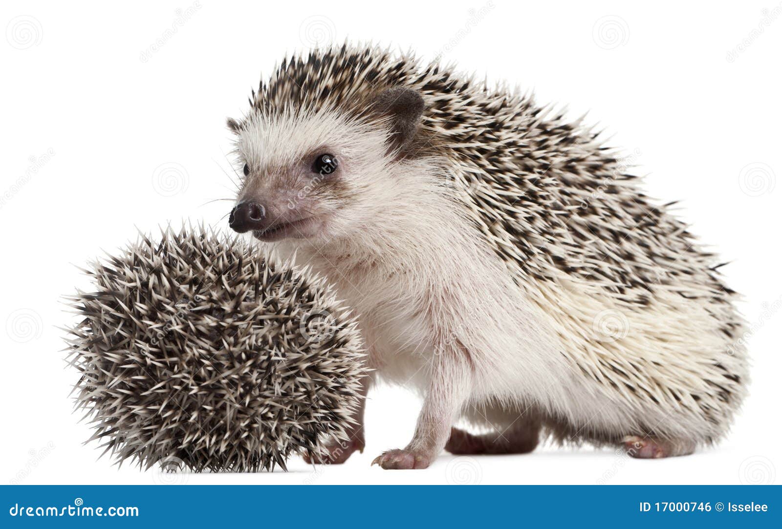 Four-toed Hedgehogs, Atelerix Albiventris Stock Photo - Image of mammal ...