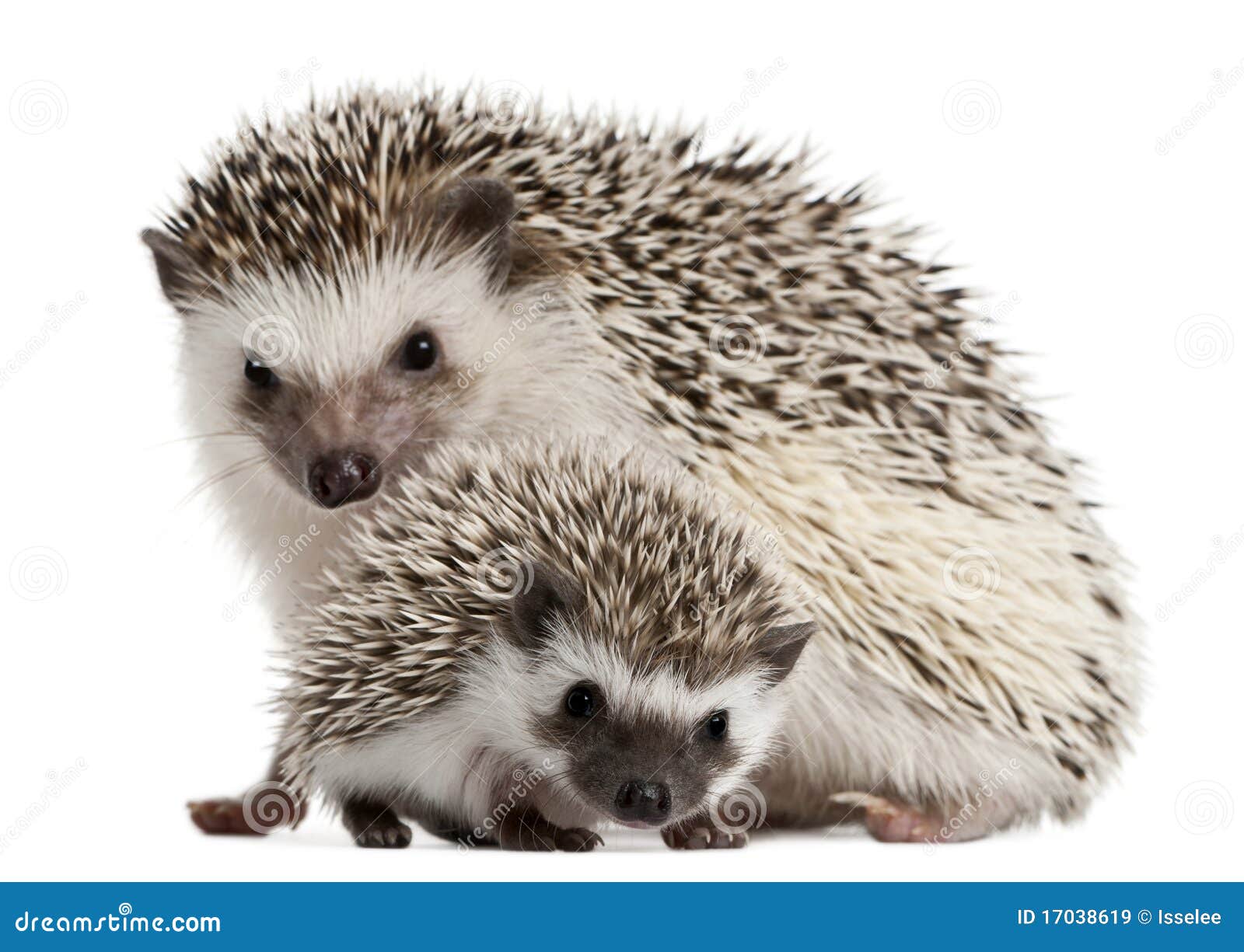Four-toed Hedgehog, Atelerix Albiventris Stock Photo | CartoonDealer ...