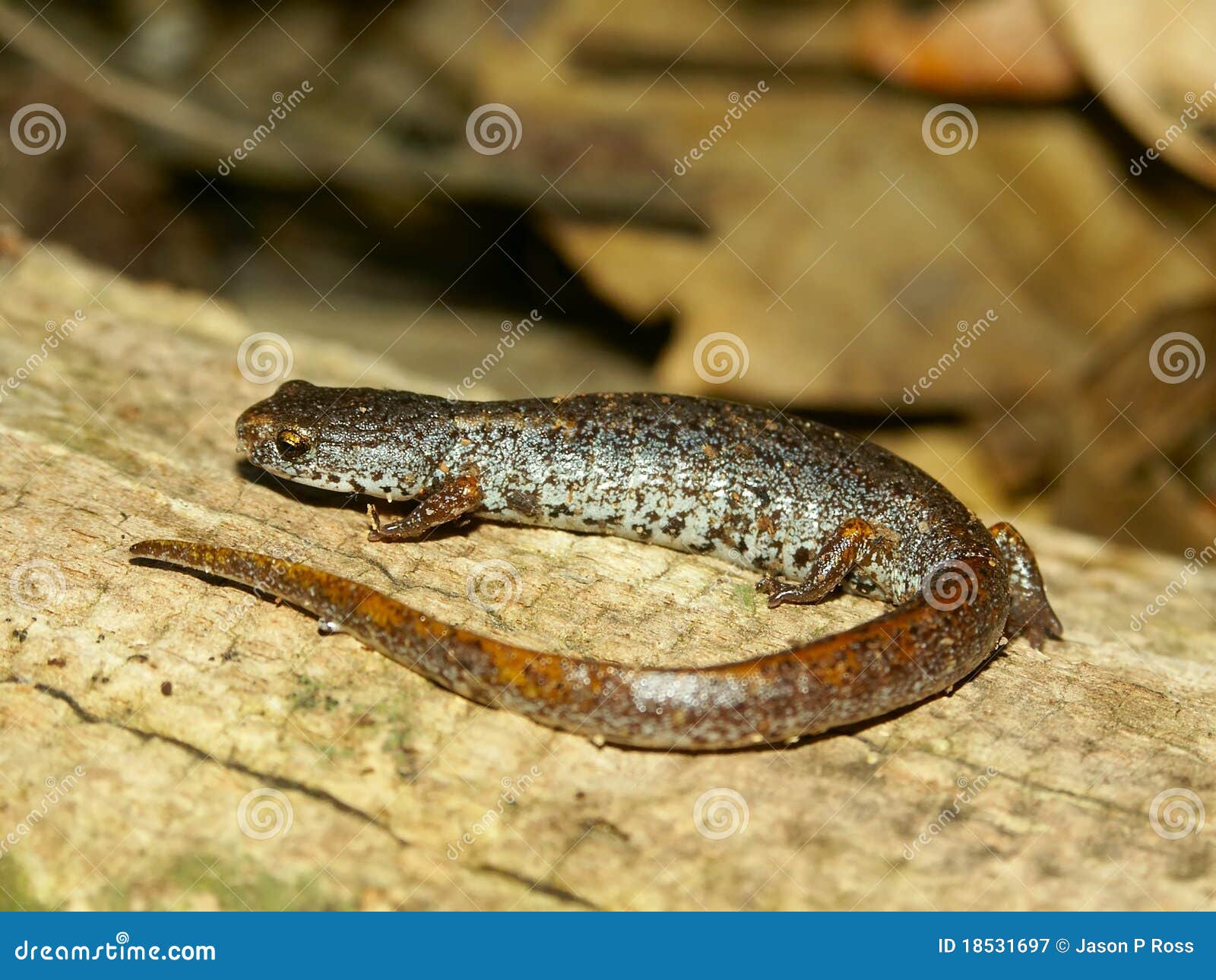 Four-toed Salamander (Hemidactylium Scutatum) Stock Image - Image of ...