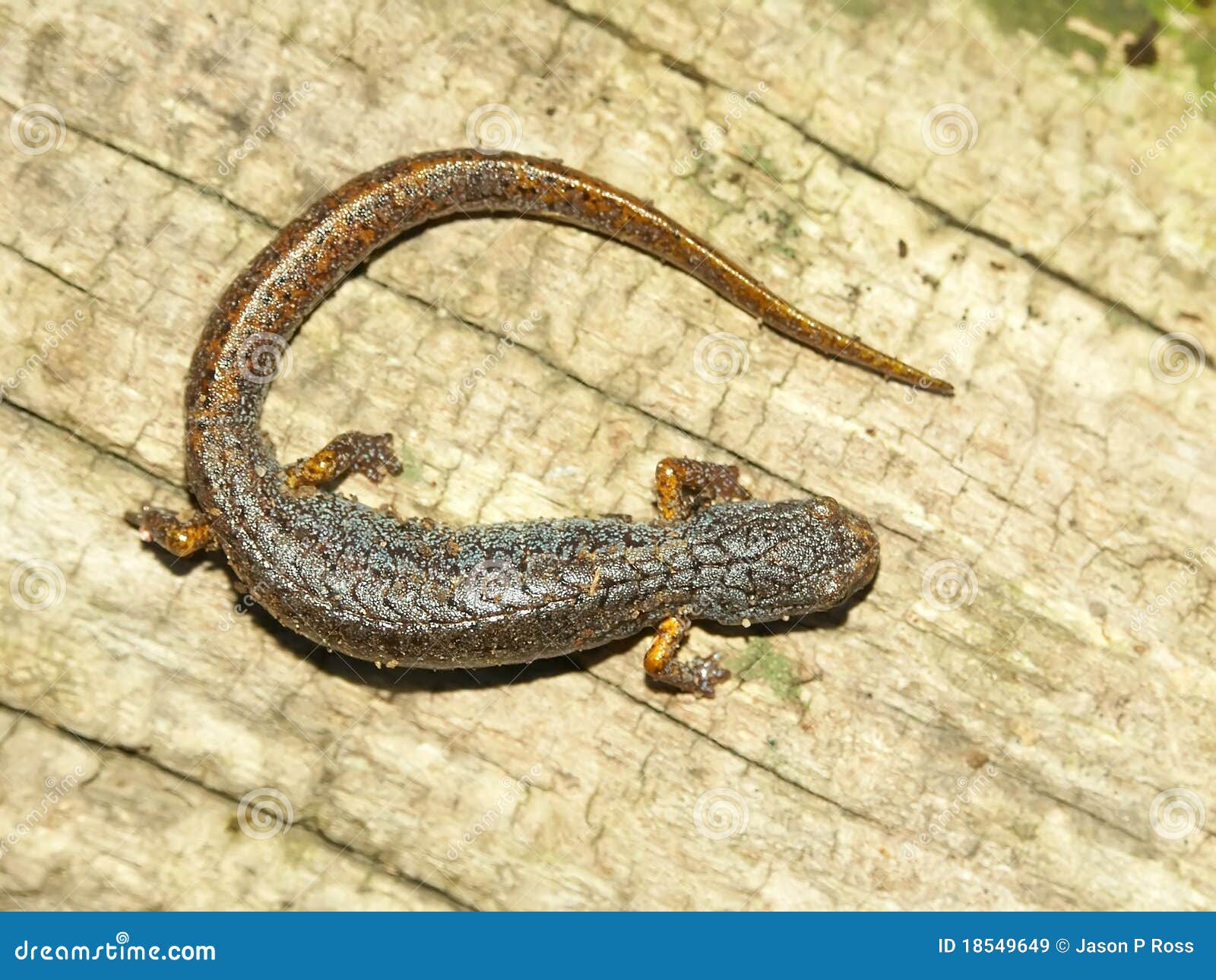 Four-toed Salamander (Hemidactylium Scutatum) Stock Image - Image of ...