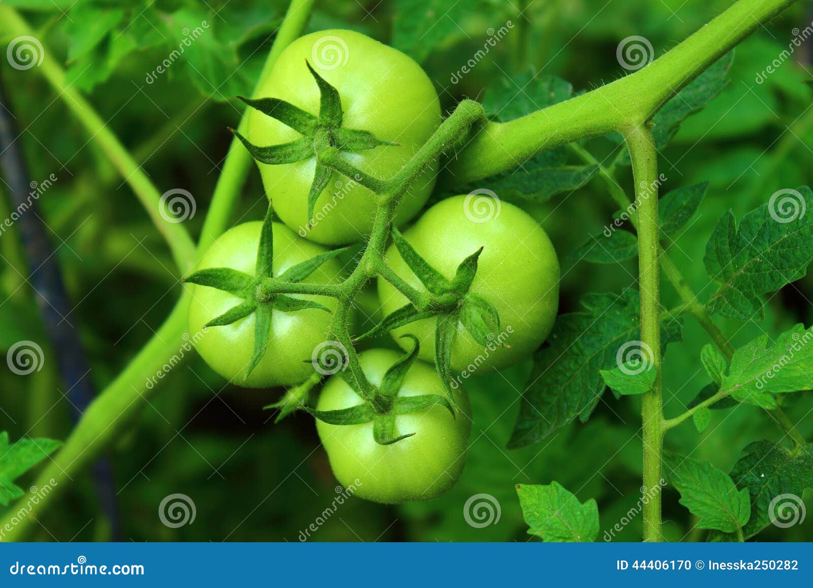 Four tomato stock photo. Image of juicy, organic, green - 44406170