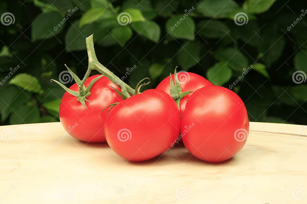 Four tomatoes stock photo. Image of sustenance, groceries - 14982728