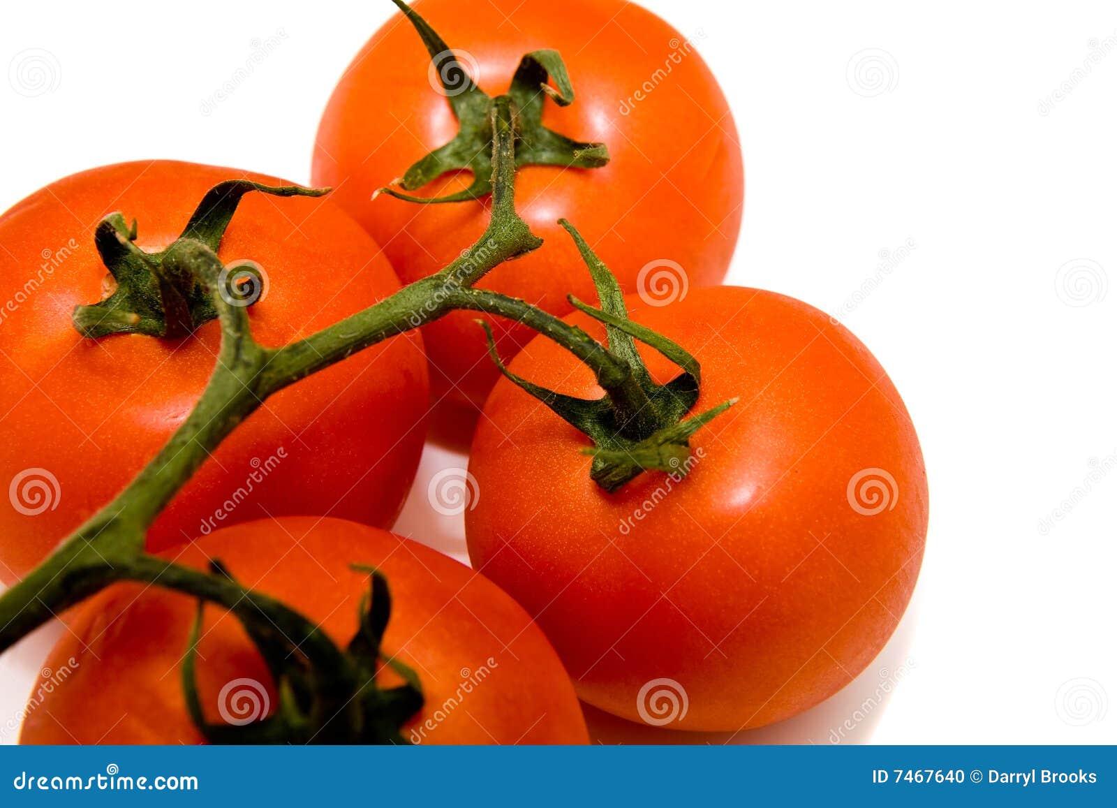 Four Tomatoes on Vine stock photo. Image of nutrition - 7467640