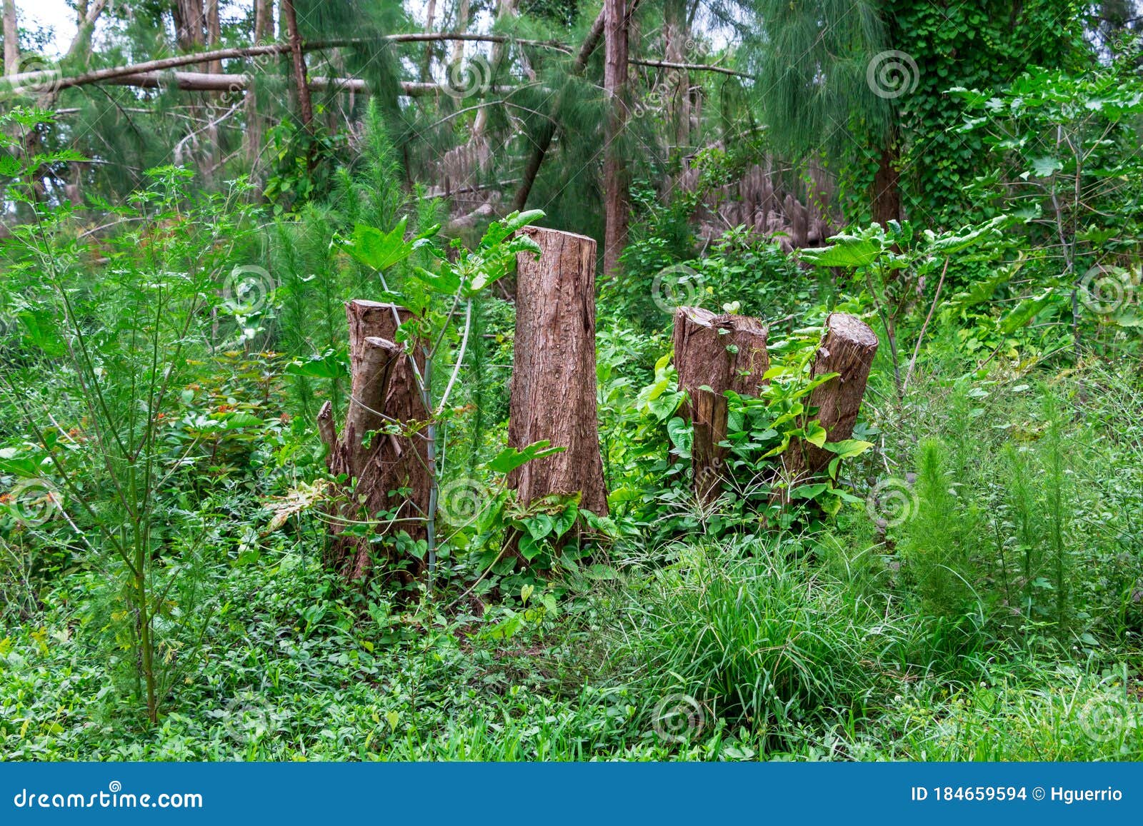 Four Tree Stumps, Cut, in Forest - Wolf Lake Park, Davie, Florida Stock ...