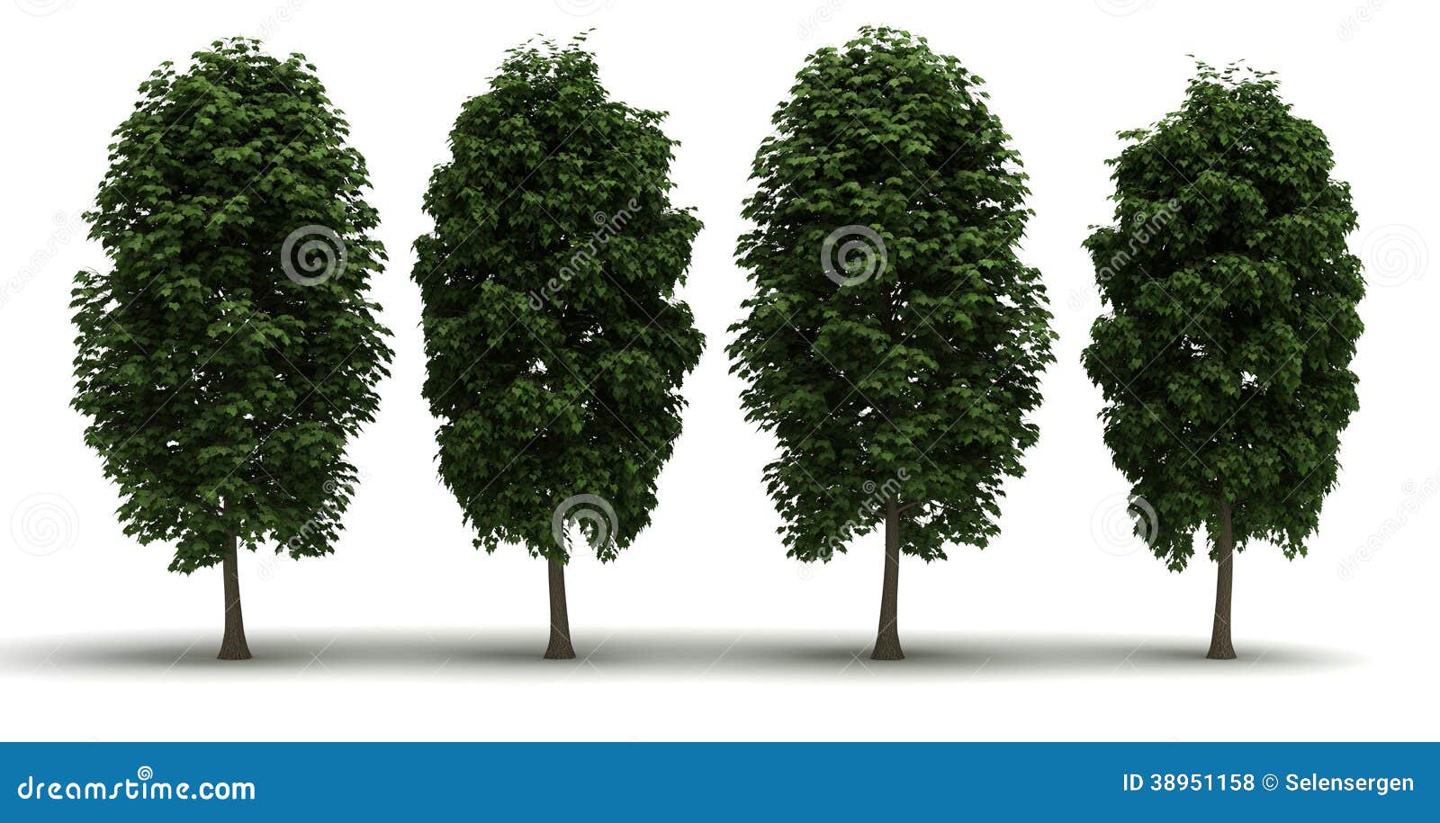 Set Of Four Tree Vector Curves Curls Royalty-Free Stock Photo ...
