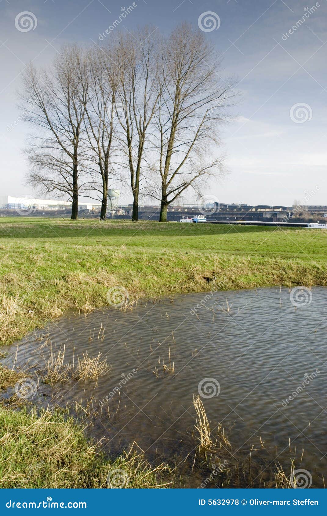 Four Trees Picture. Image: 5632978