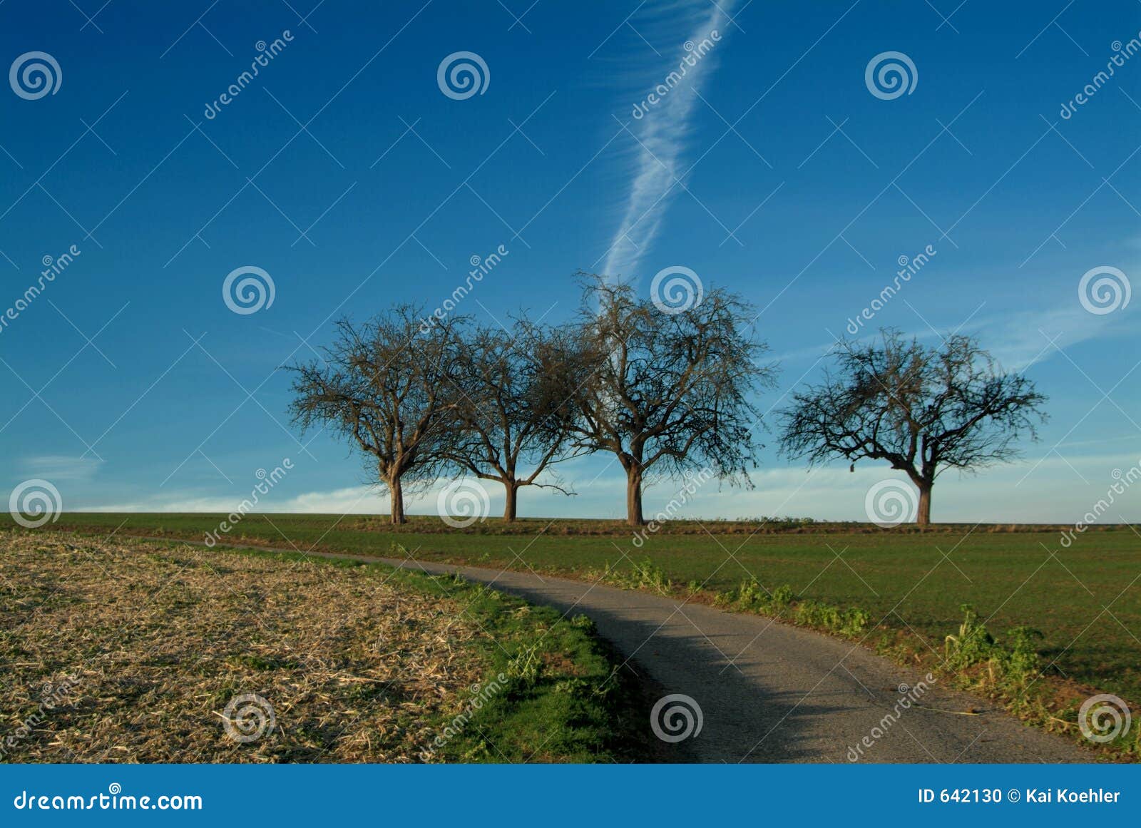 Four trees stock photo. Image of trees, field, horizon - 642130