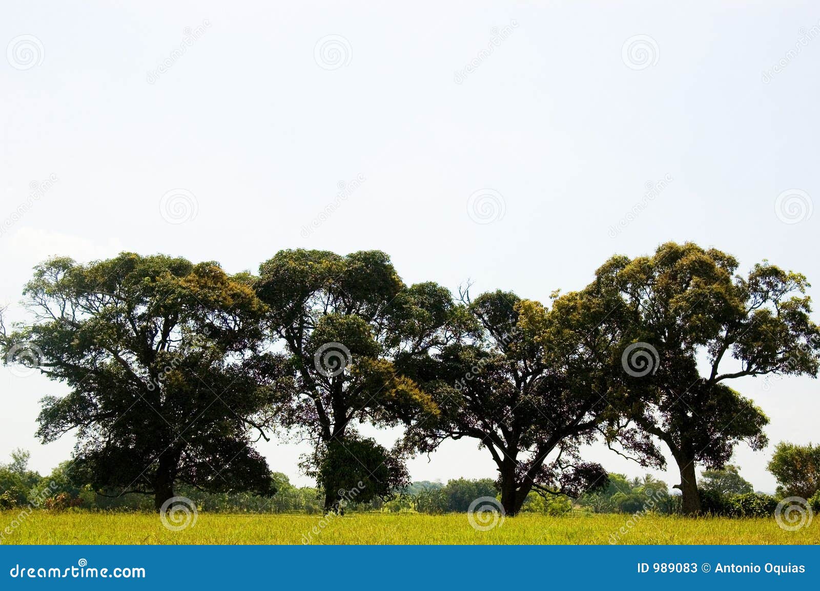 Four Trees stock image. Image of ricefield, leaves, leaf - 989083
