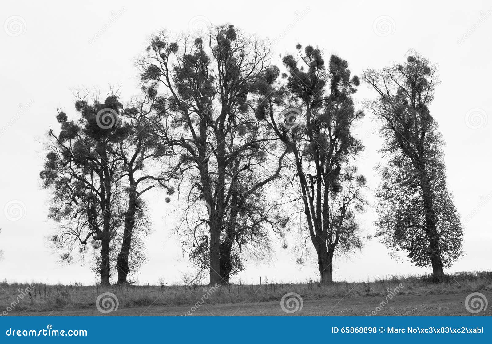 Four trees graphical stock photo. Image of horizon, landscape - 65868898