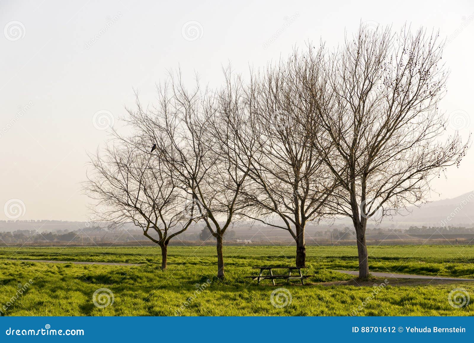Four Trees stock photo. Image of fall, four, pasture - 88701612