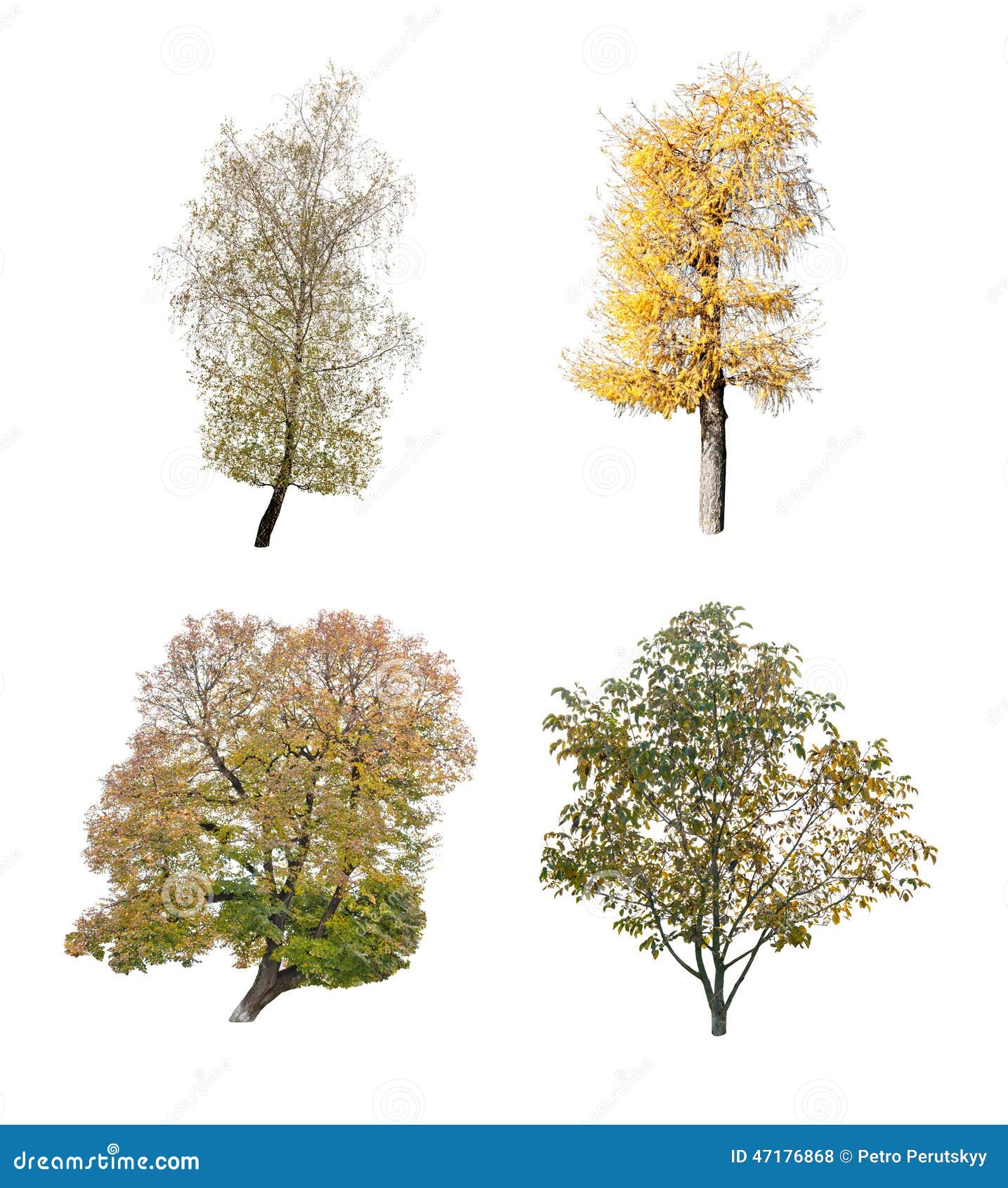 Four trees stock photo. Image of branch, background, large - 47176868