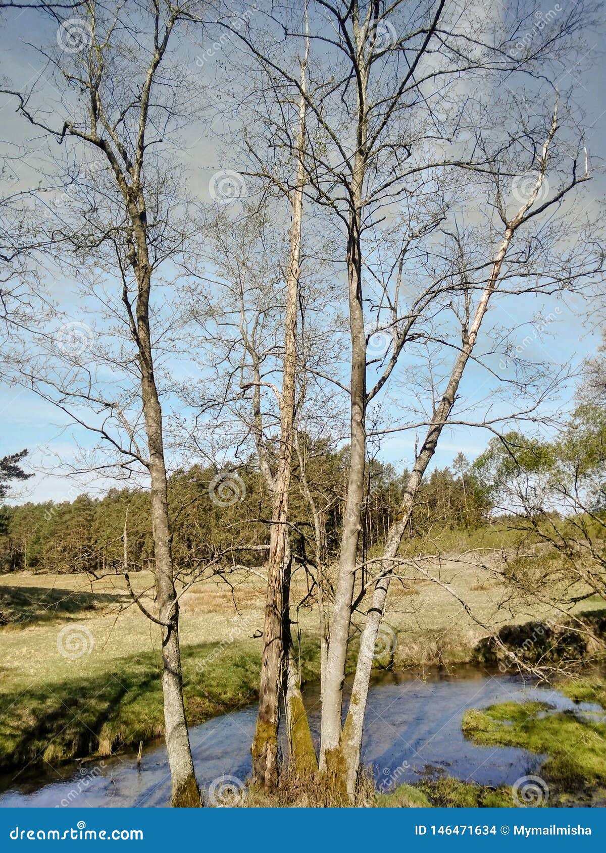 Four trees in the river stock photo. Image of trees - 146471634