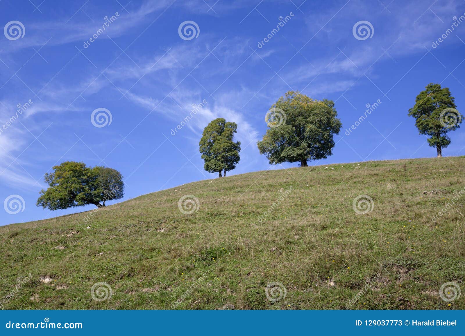Four trees in a row stock image. Image of sunny, four - 129037773