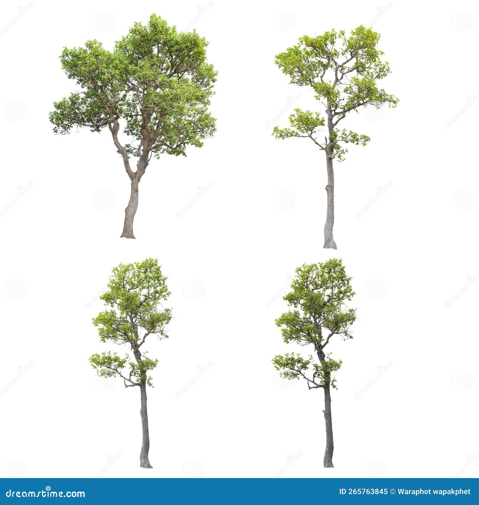 Four Trees on White Background Isolated Stock Image - Image of forest ...