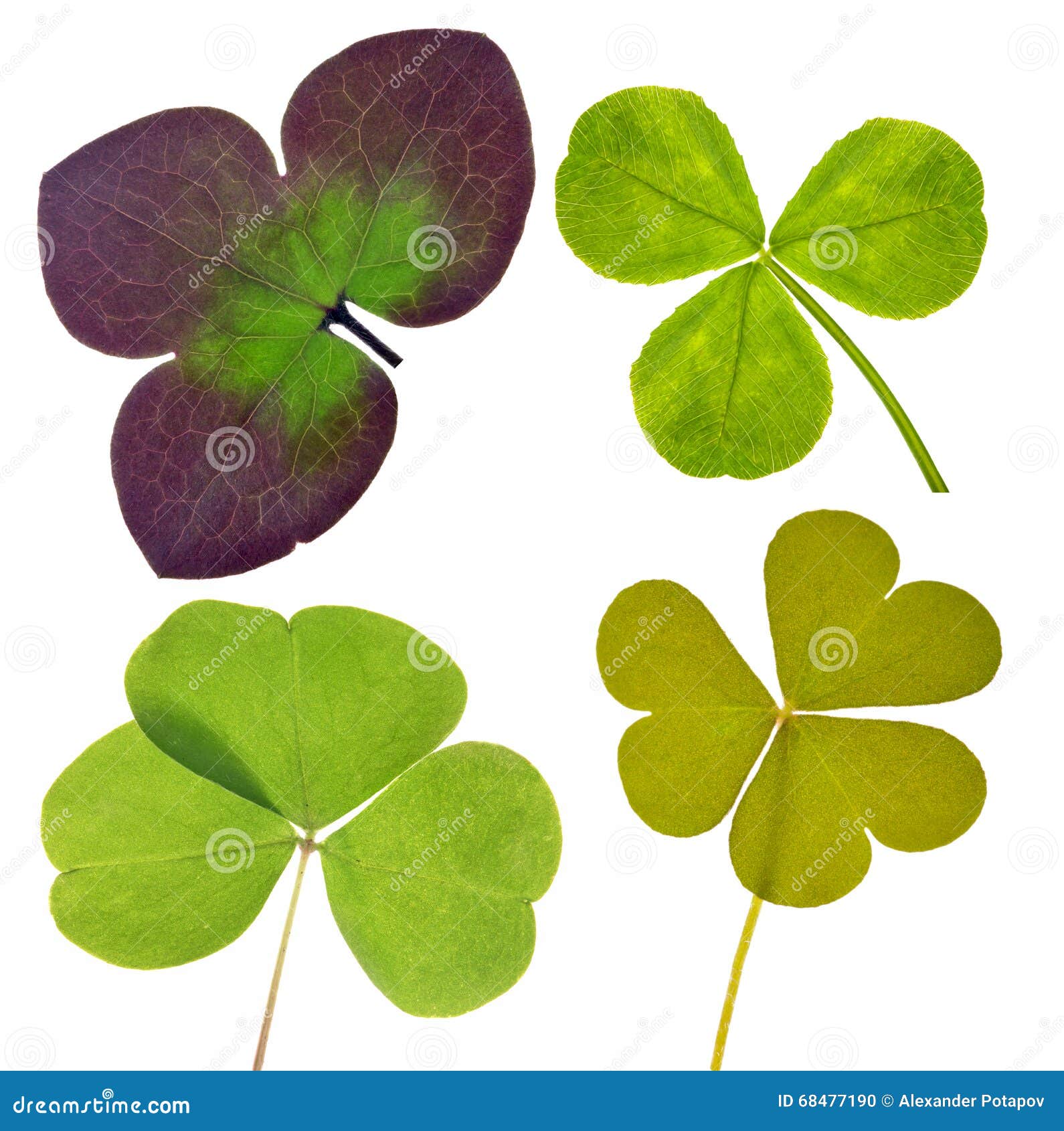 Four Trefoil Leaves Collection White Stock Photos - Free & Royalty-Free ...