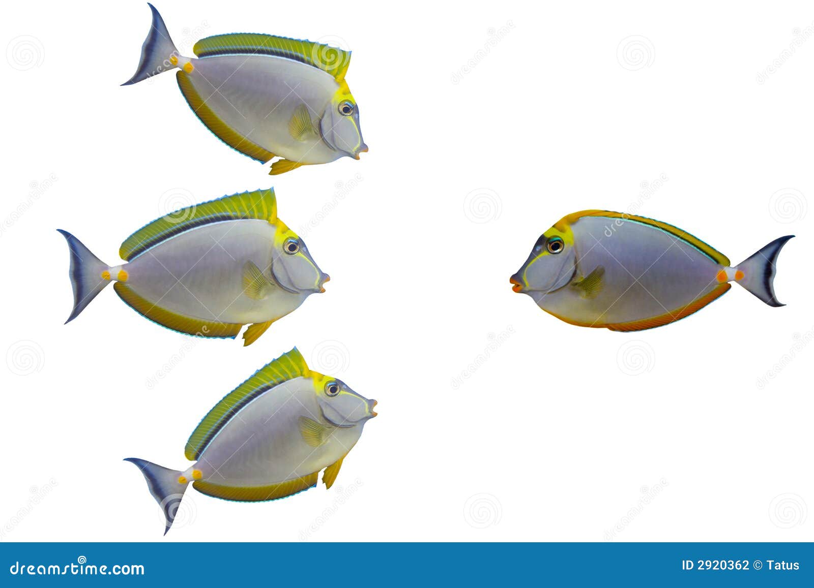 Four Tropical Fishes Isolated Stock Photo - Image of saltwater ...