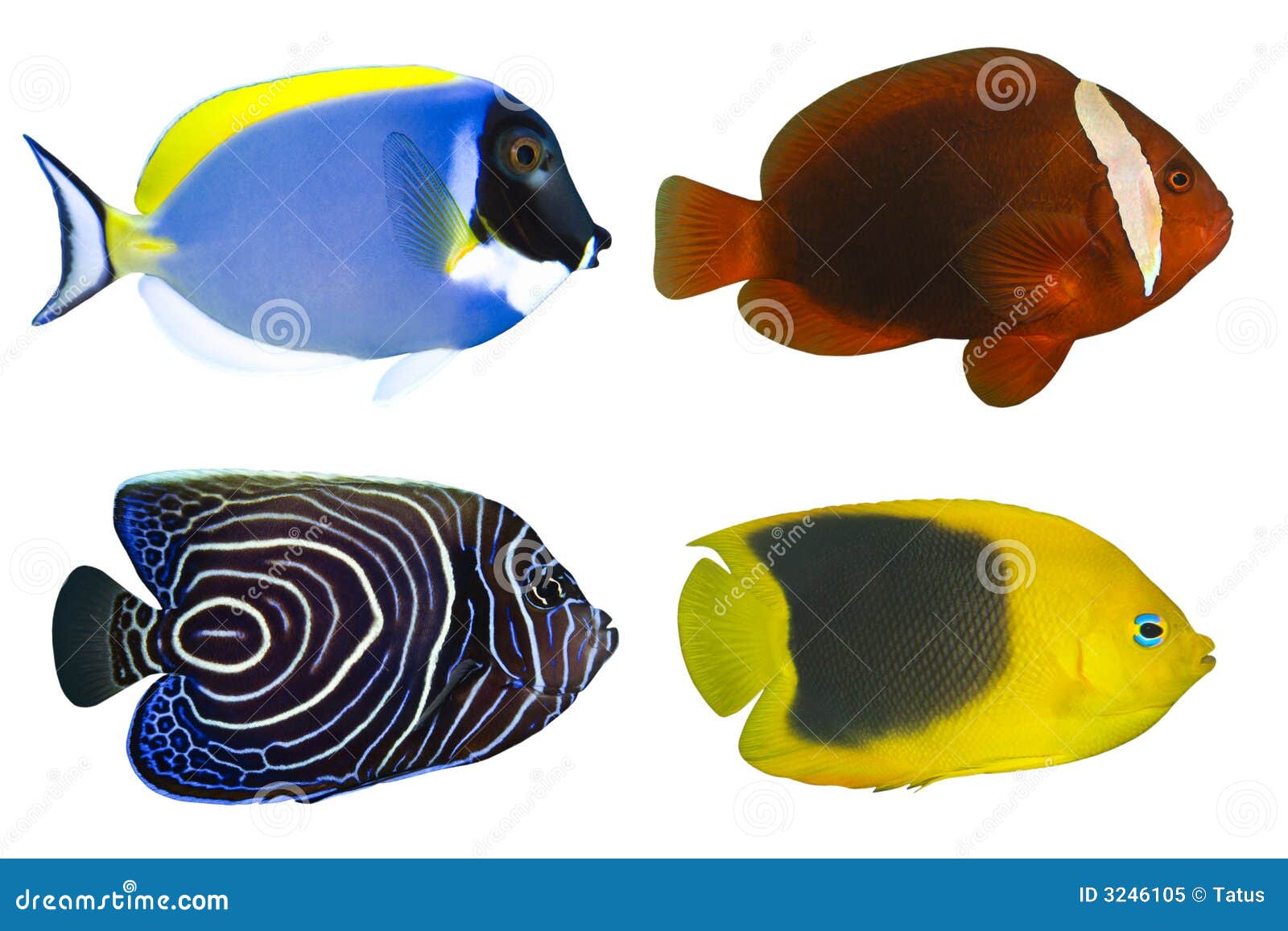 Four Tropical Fishes Isolated Stock Image - Image of nature, acanthurus ...